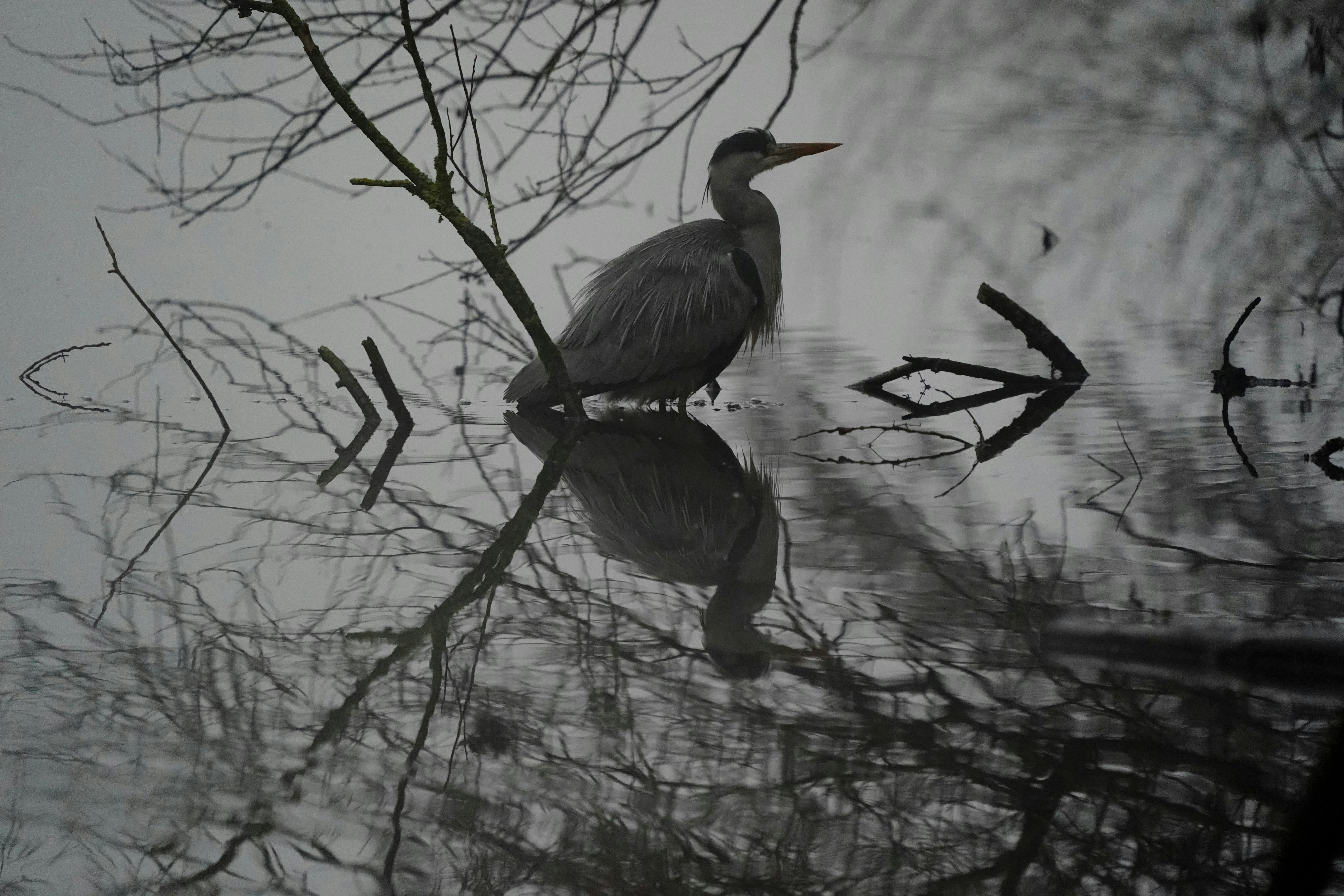 Silhouetted Heron in Quiet Floodplain Mirror