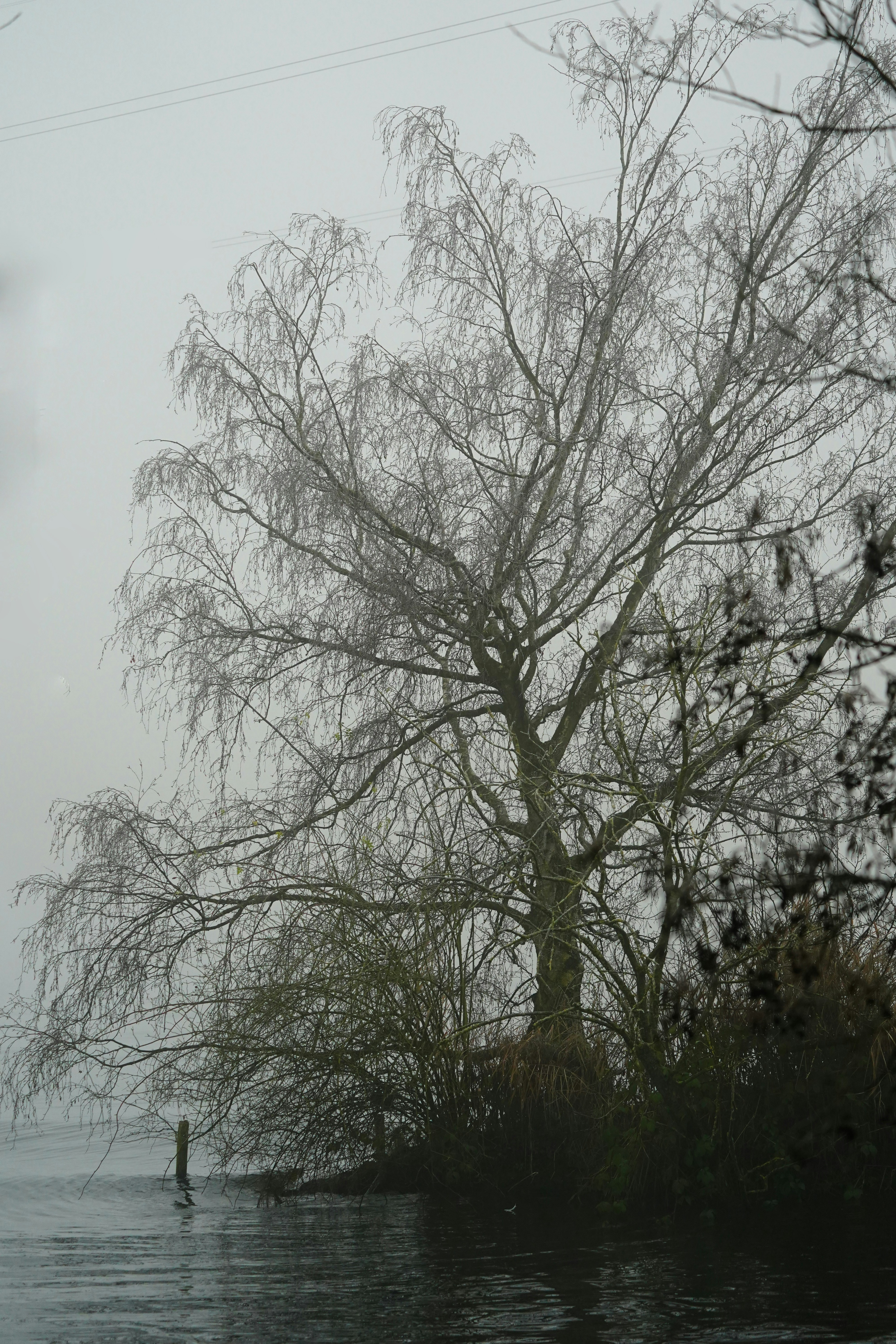 Winter Thicket: A Lone Willow Embraced by Fog Over Quiet Waters