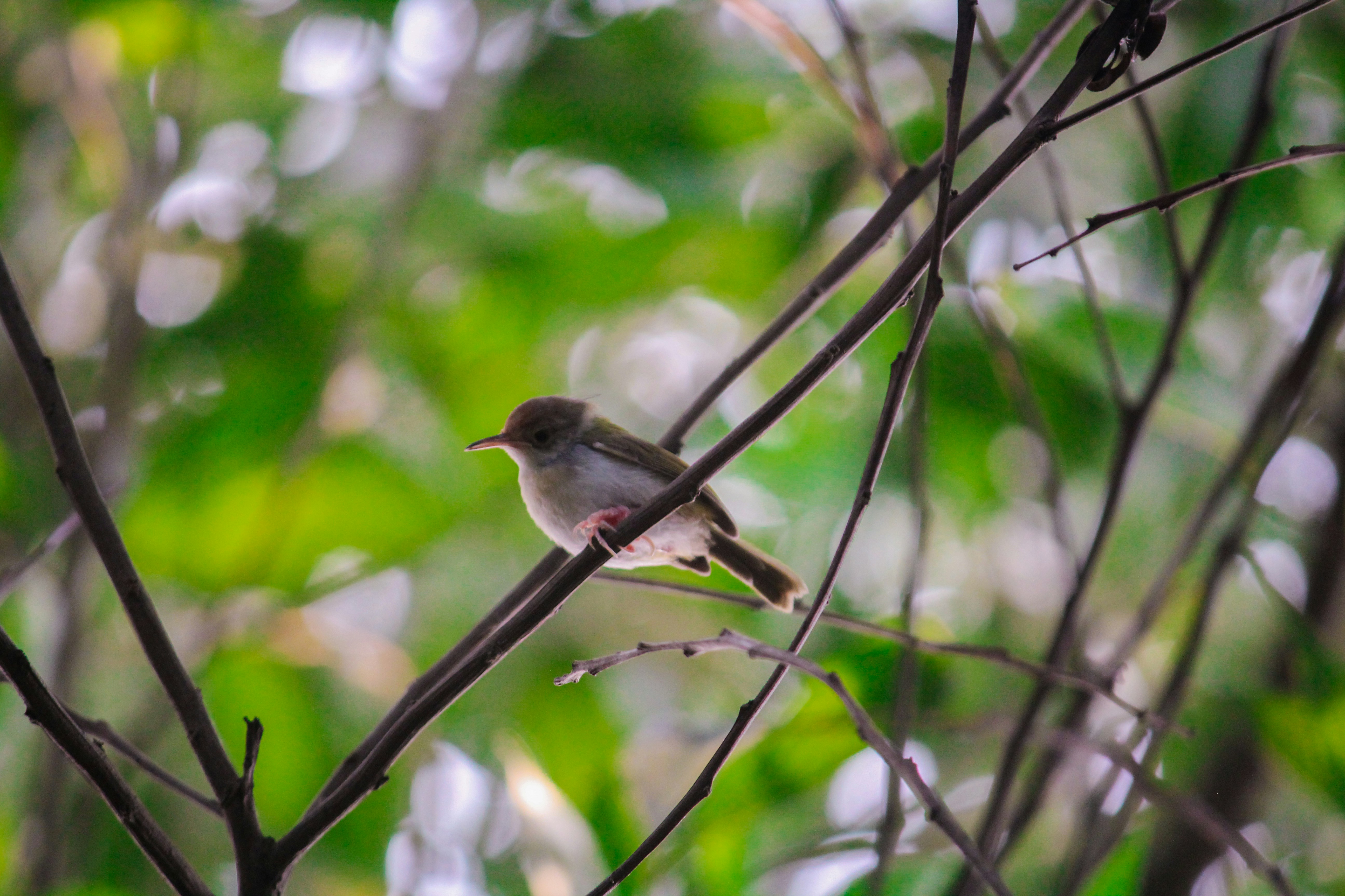 A bird sits on a branch photo – Free Brahmanbaria chottogram bangladesh ...