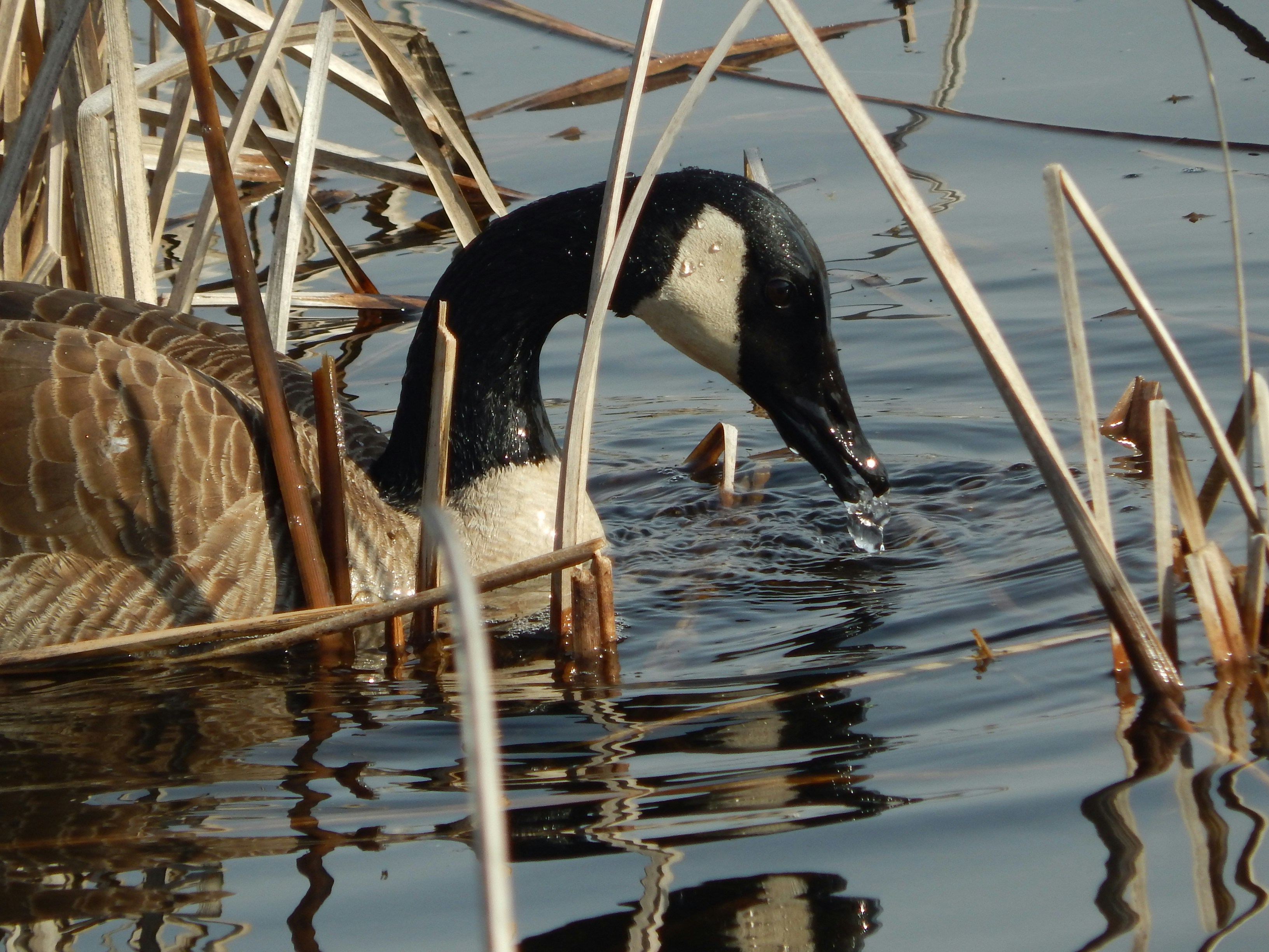 Beaked Pulse: A Canada Goose Feeds Among Reeds