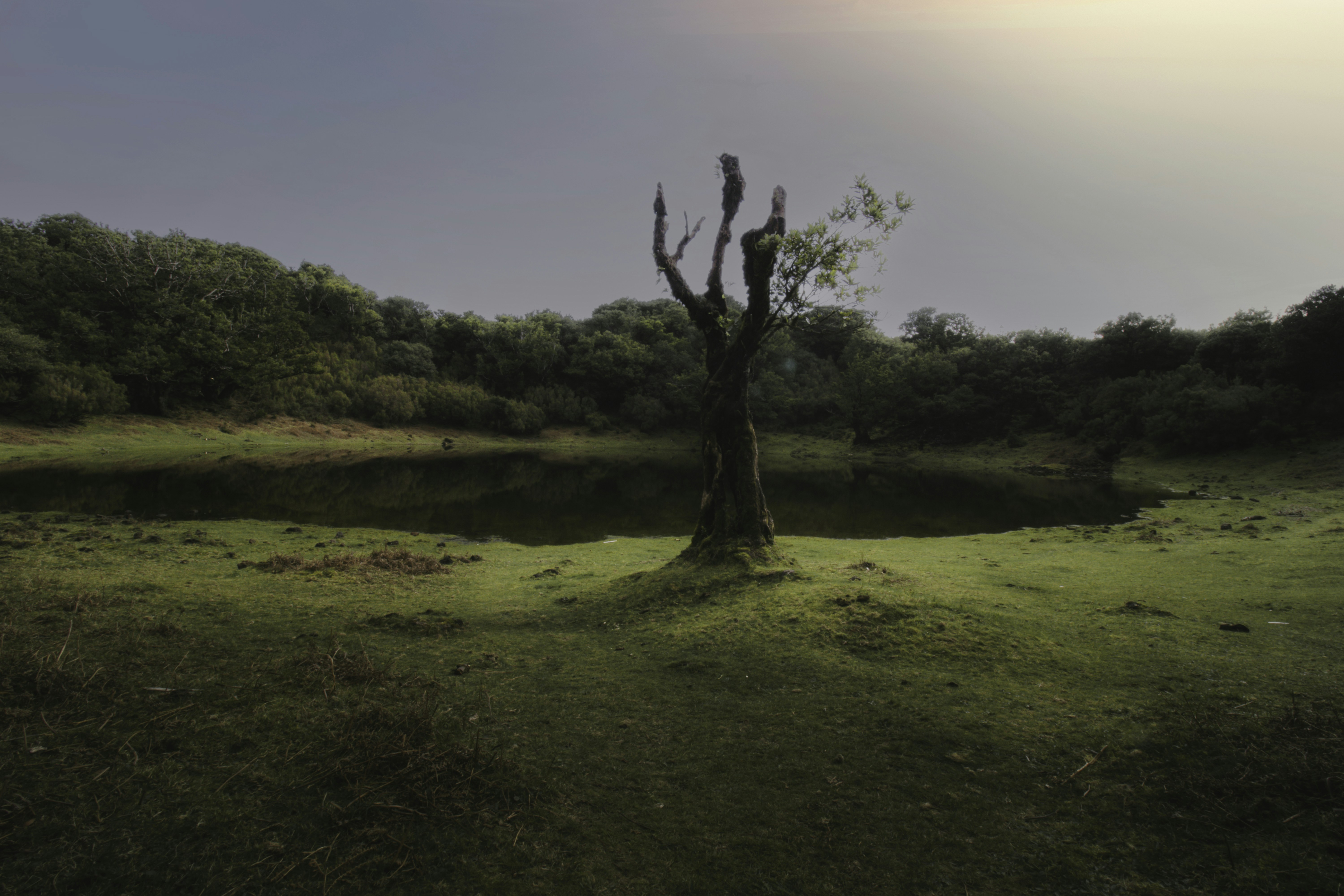 Lonely Banyan on the Moor