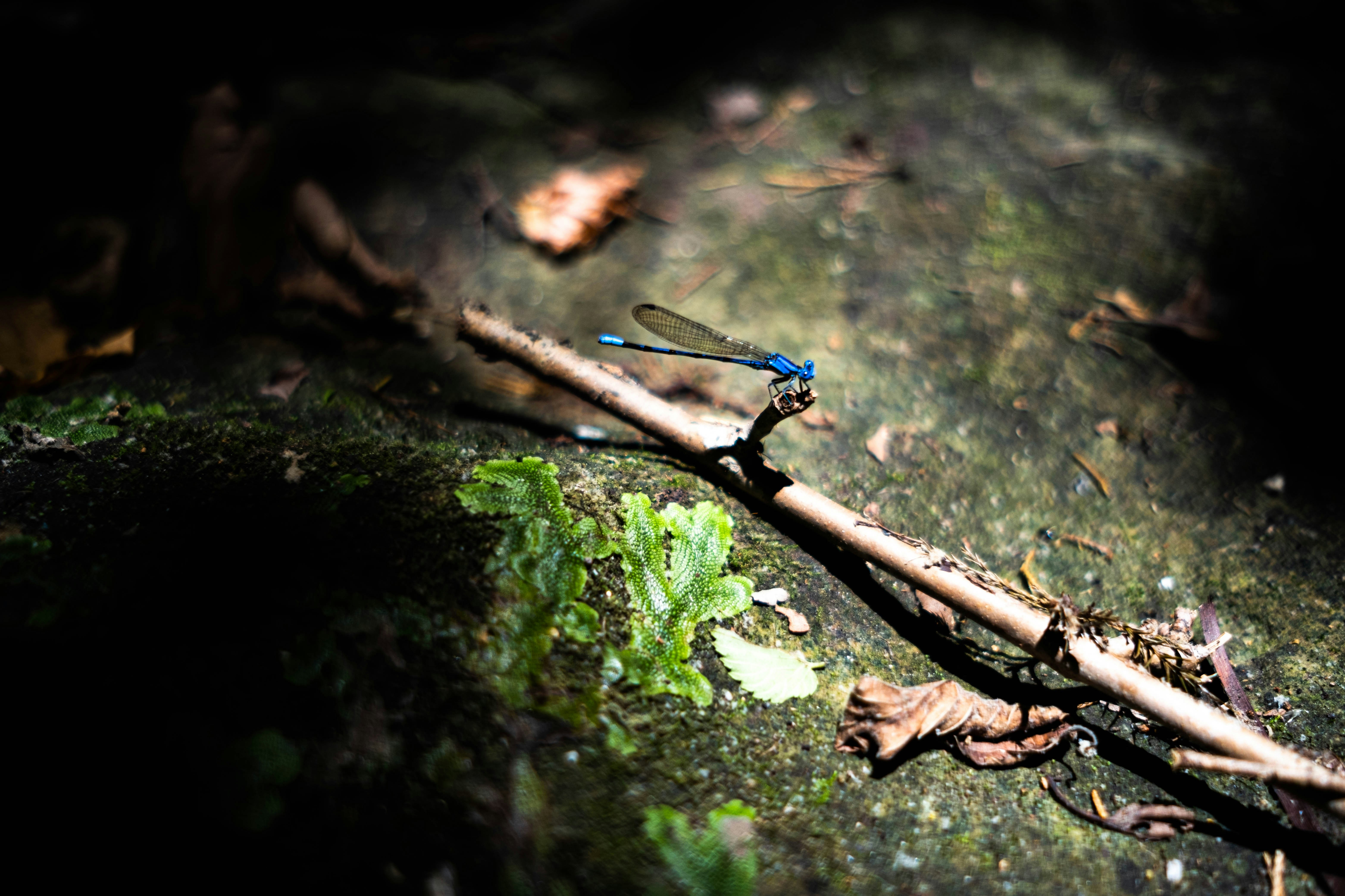 A group of sticks in the water photo – Free Animal Image on Unsplash