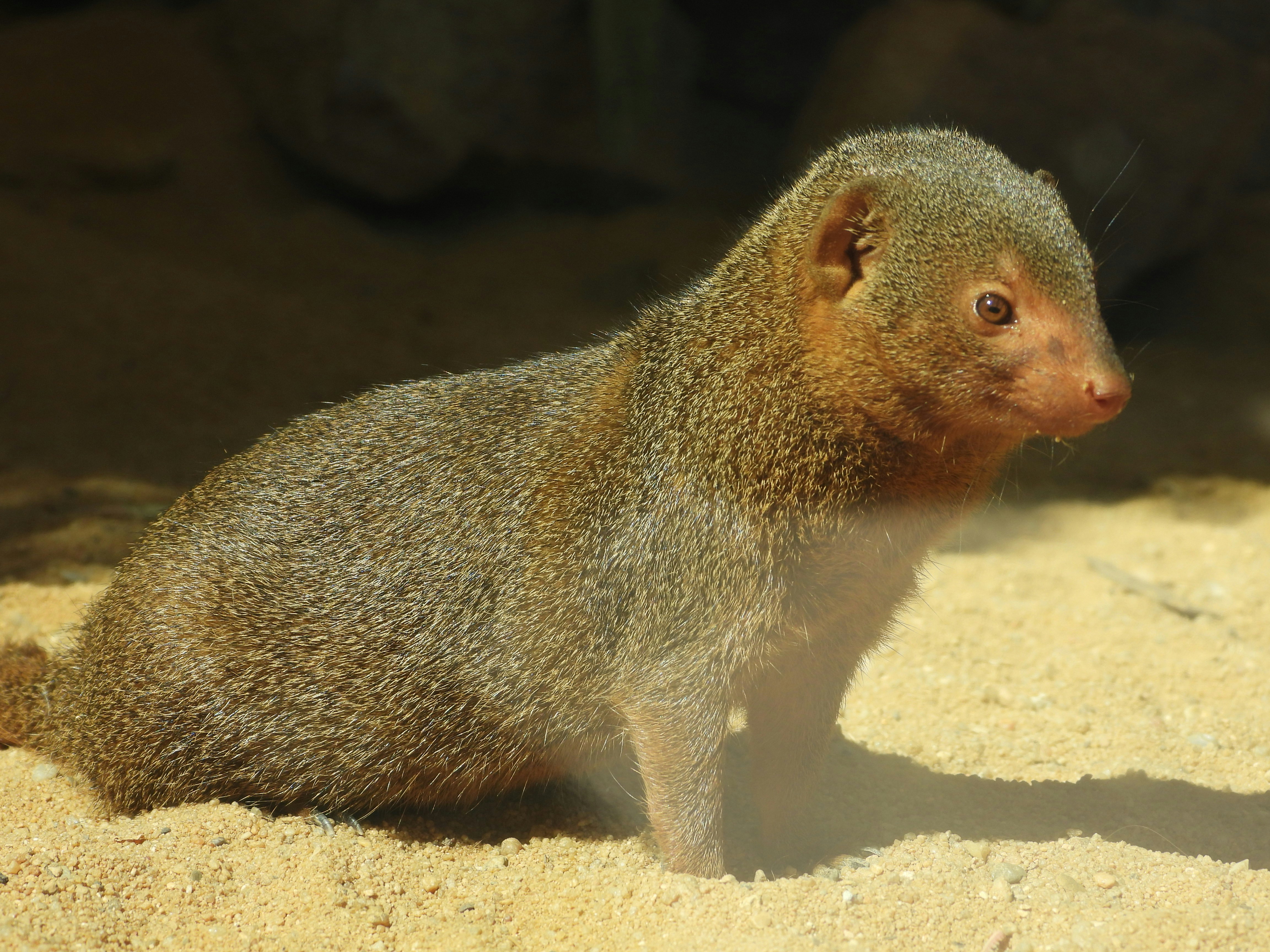 A small rodent standing on the ground photo – Free Animal Image on Unsplash
