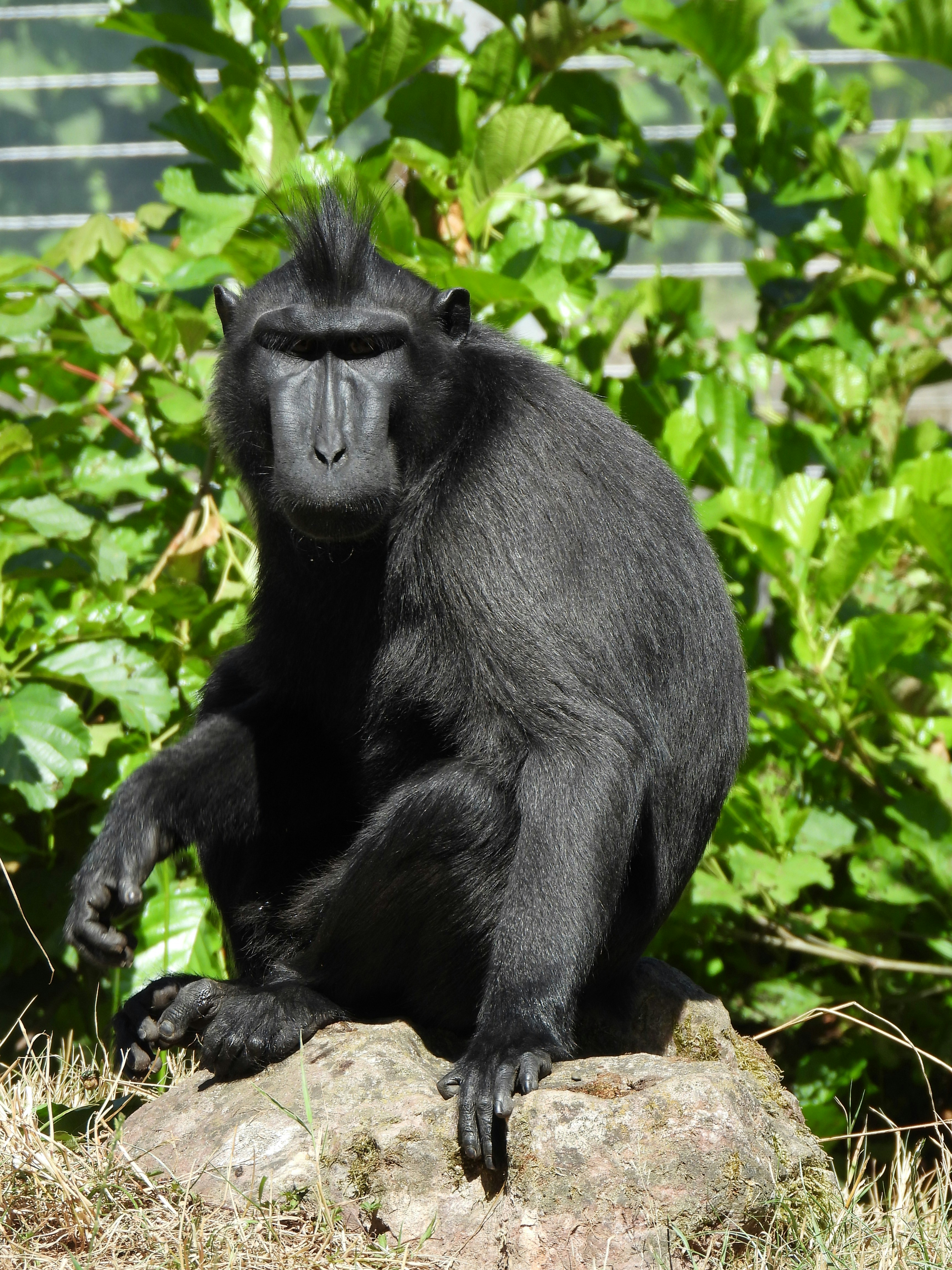 Silent Sentinel on Stone: A Black Chimp in Lush Shade