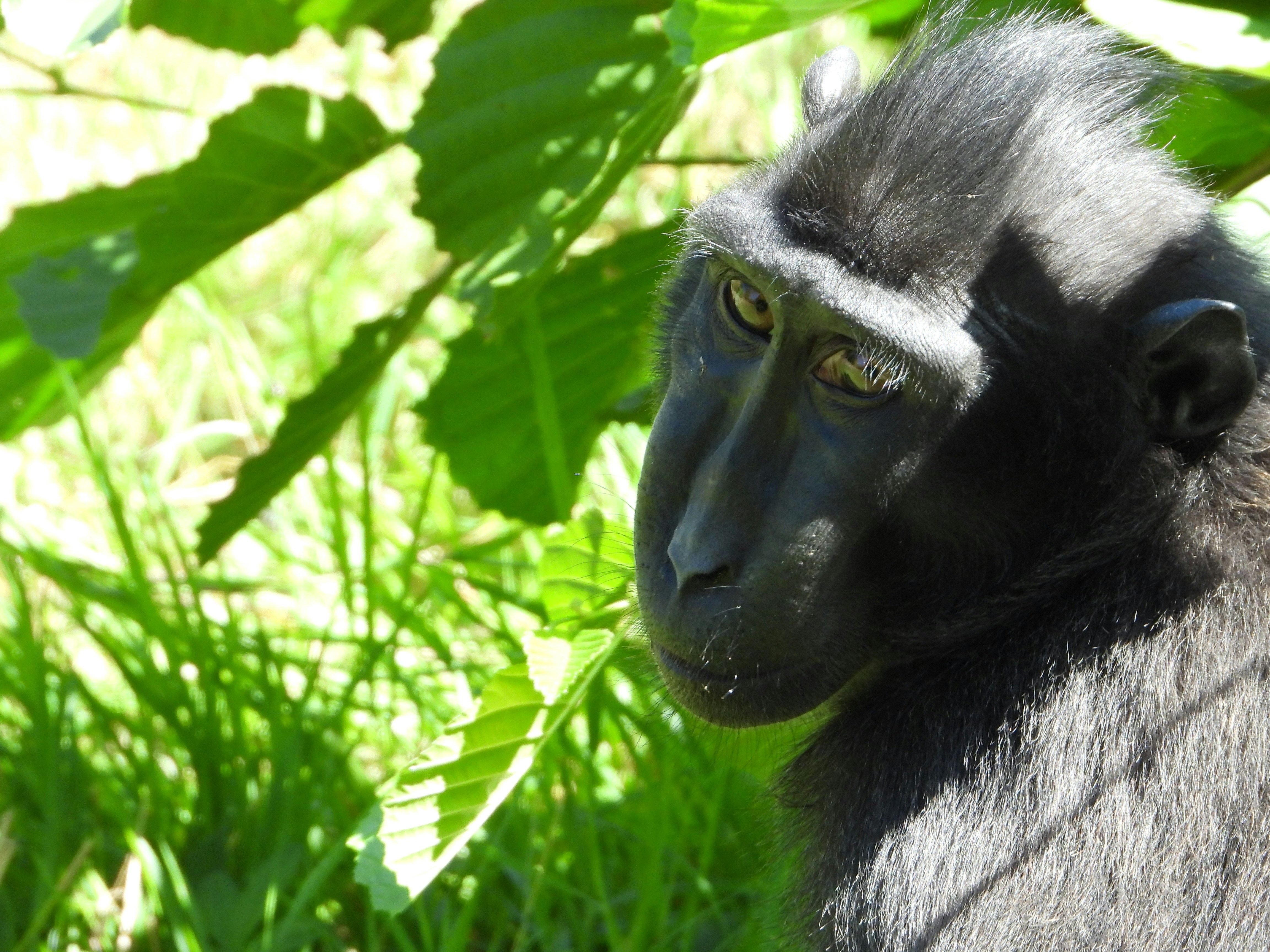 a close up of a monkey