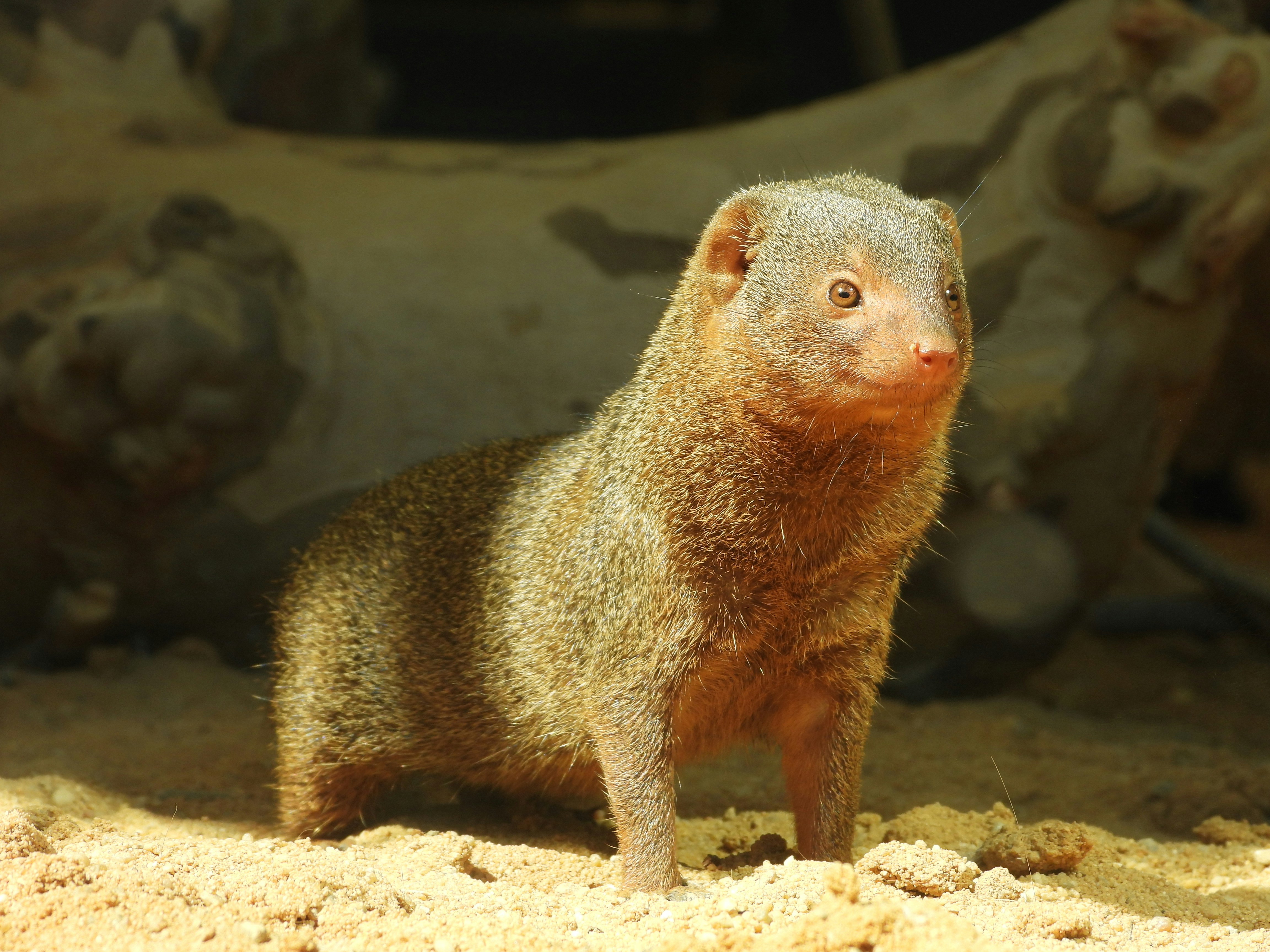 Sunlit Ferret on Sand: A Curious Stance Beneath a Shadowed Log