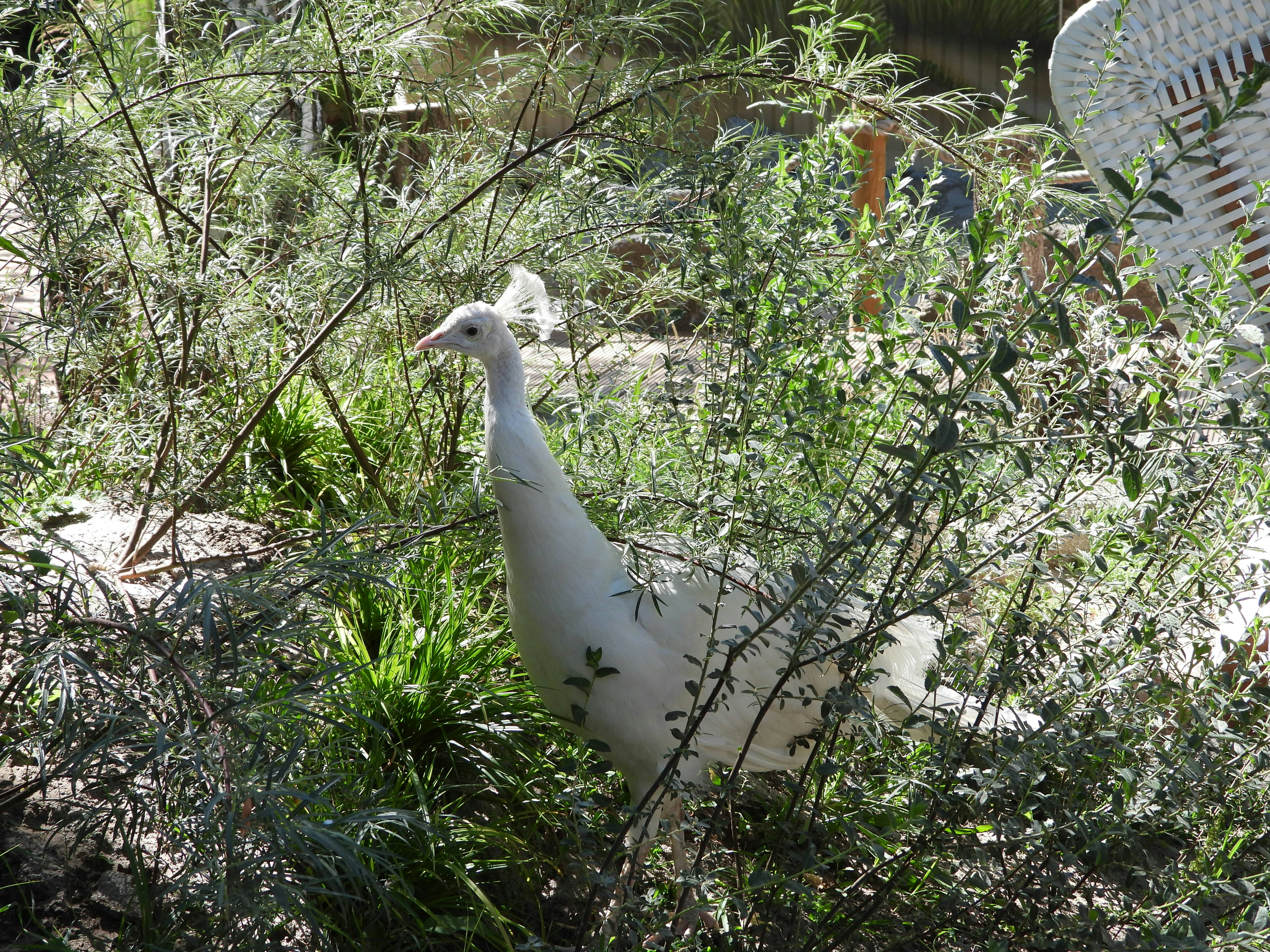 A white peacock gracefully navigates through lush greenery, blending with its surroundings. The scene captures the essence of nature's harmony.