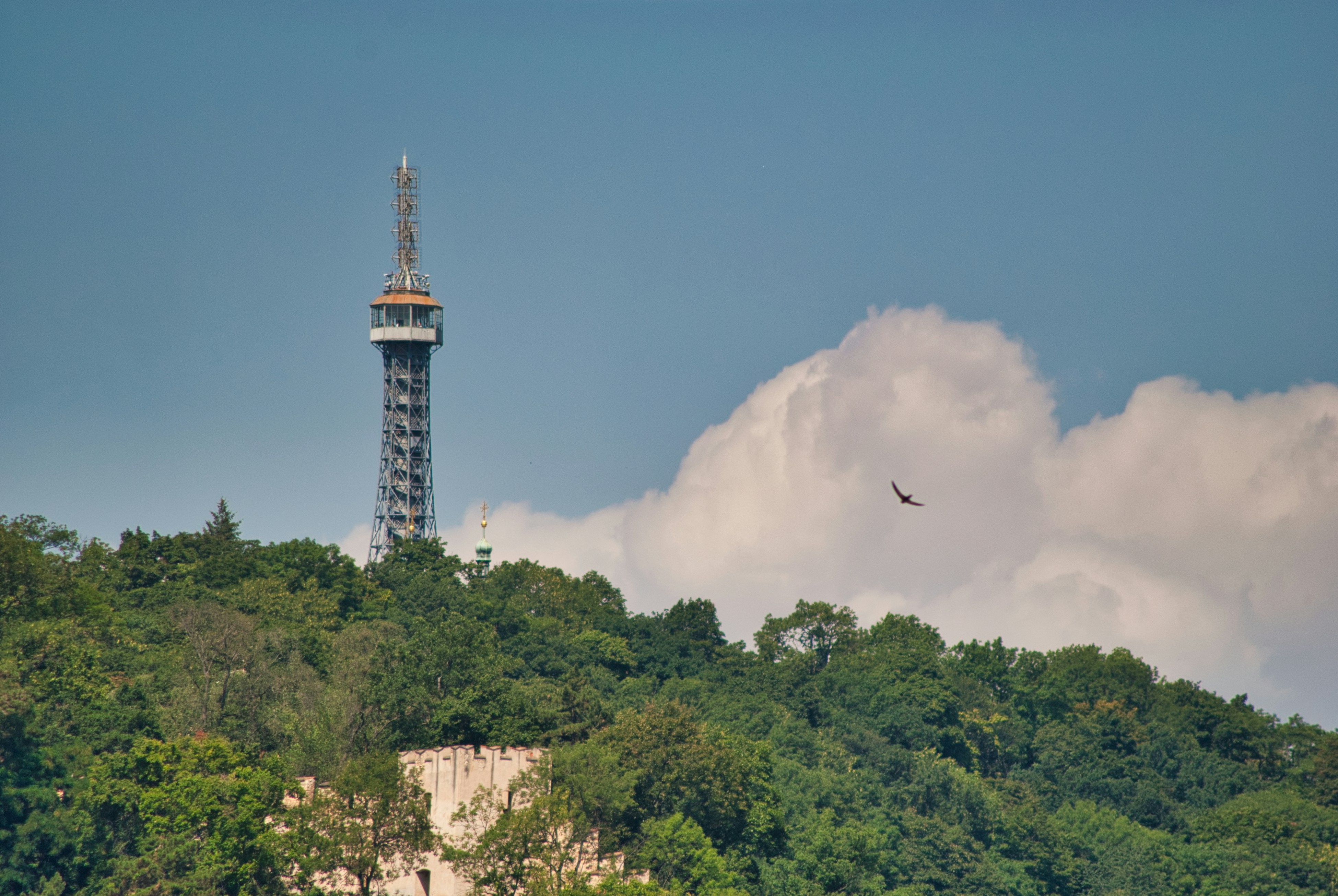 Communication Tower Rising Above the Canopy
