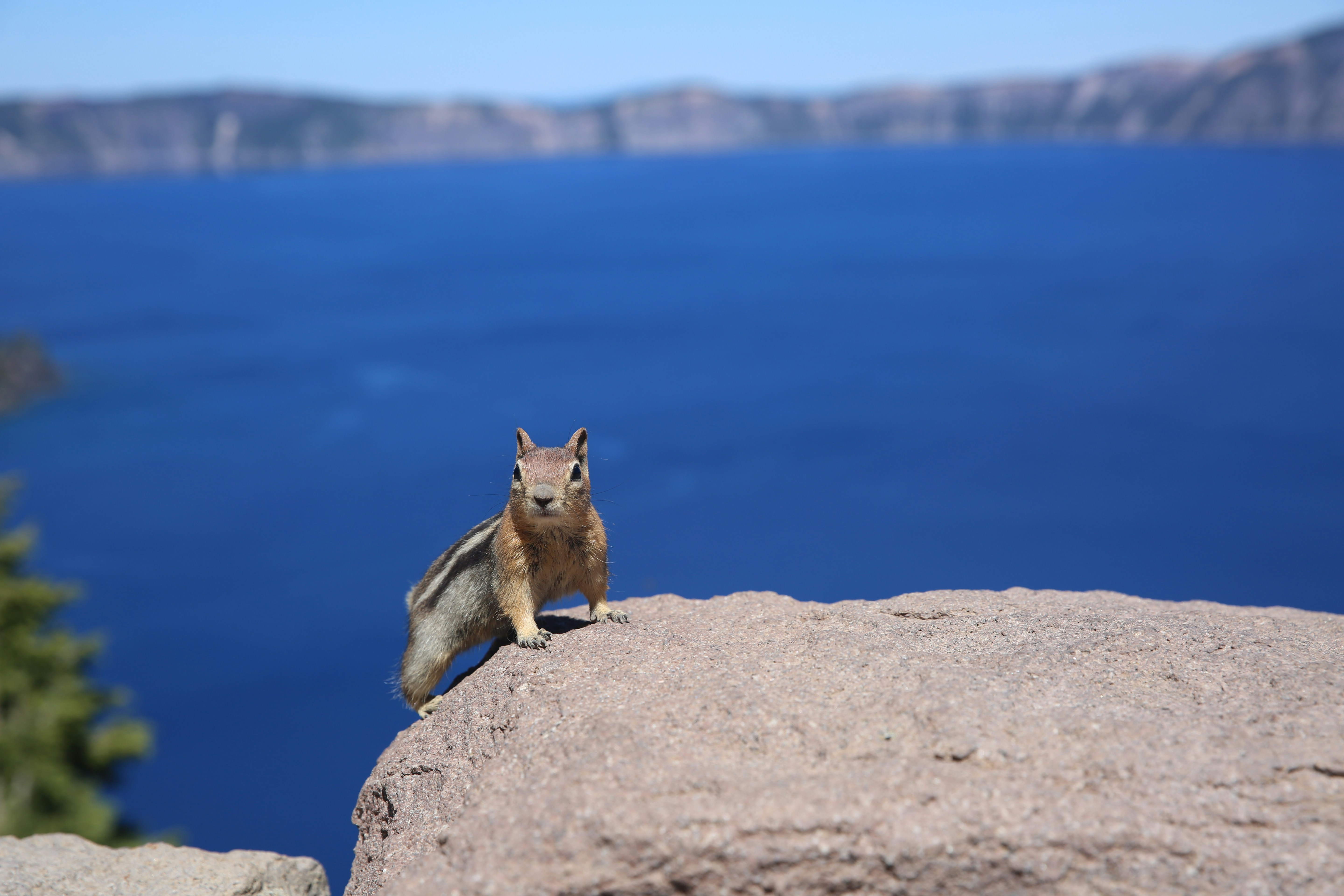 Squirrel on the Rim: A Quiet Moment Above Crater Lake's Azure Silence