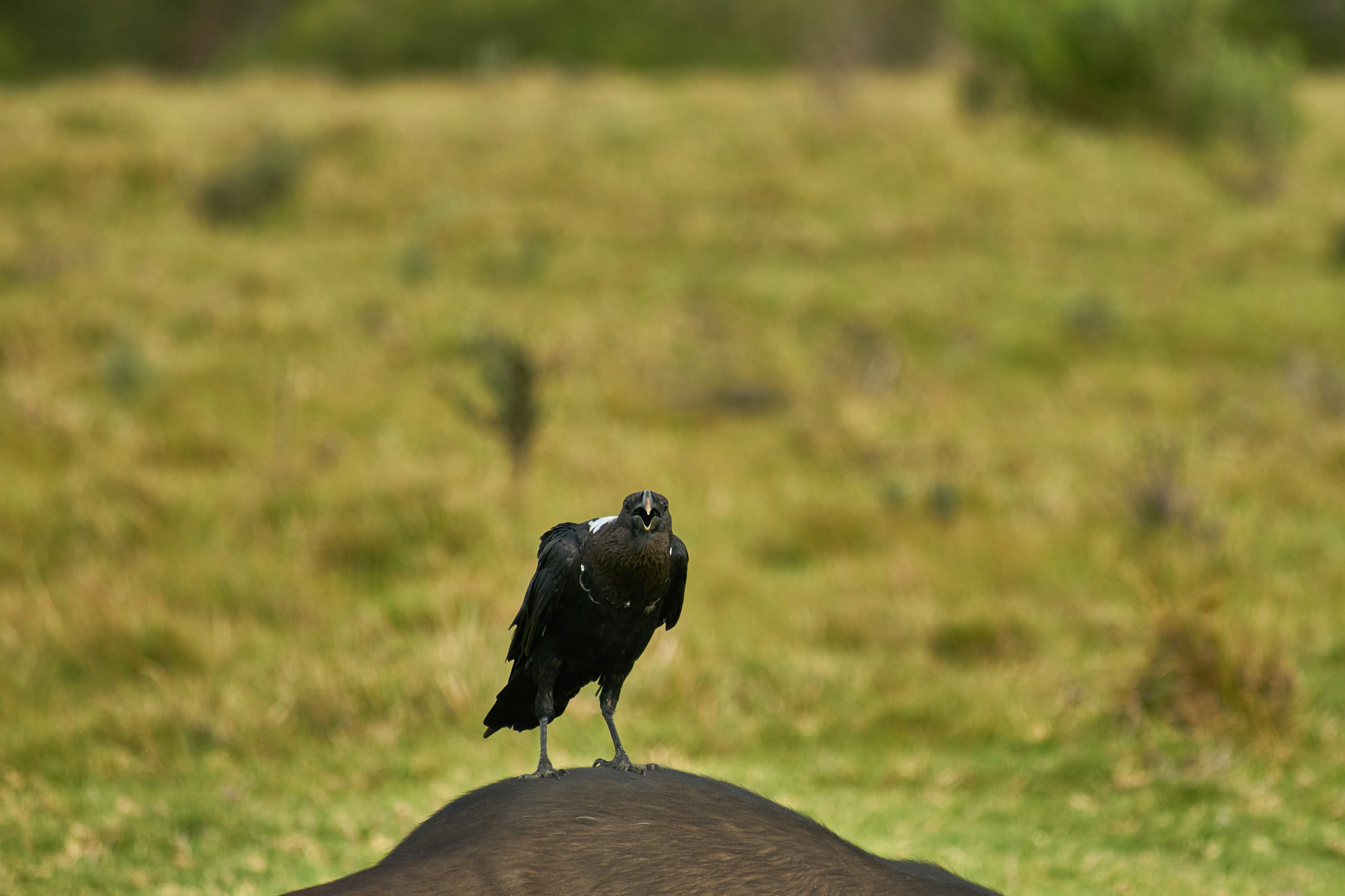 a bird standing on a rock