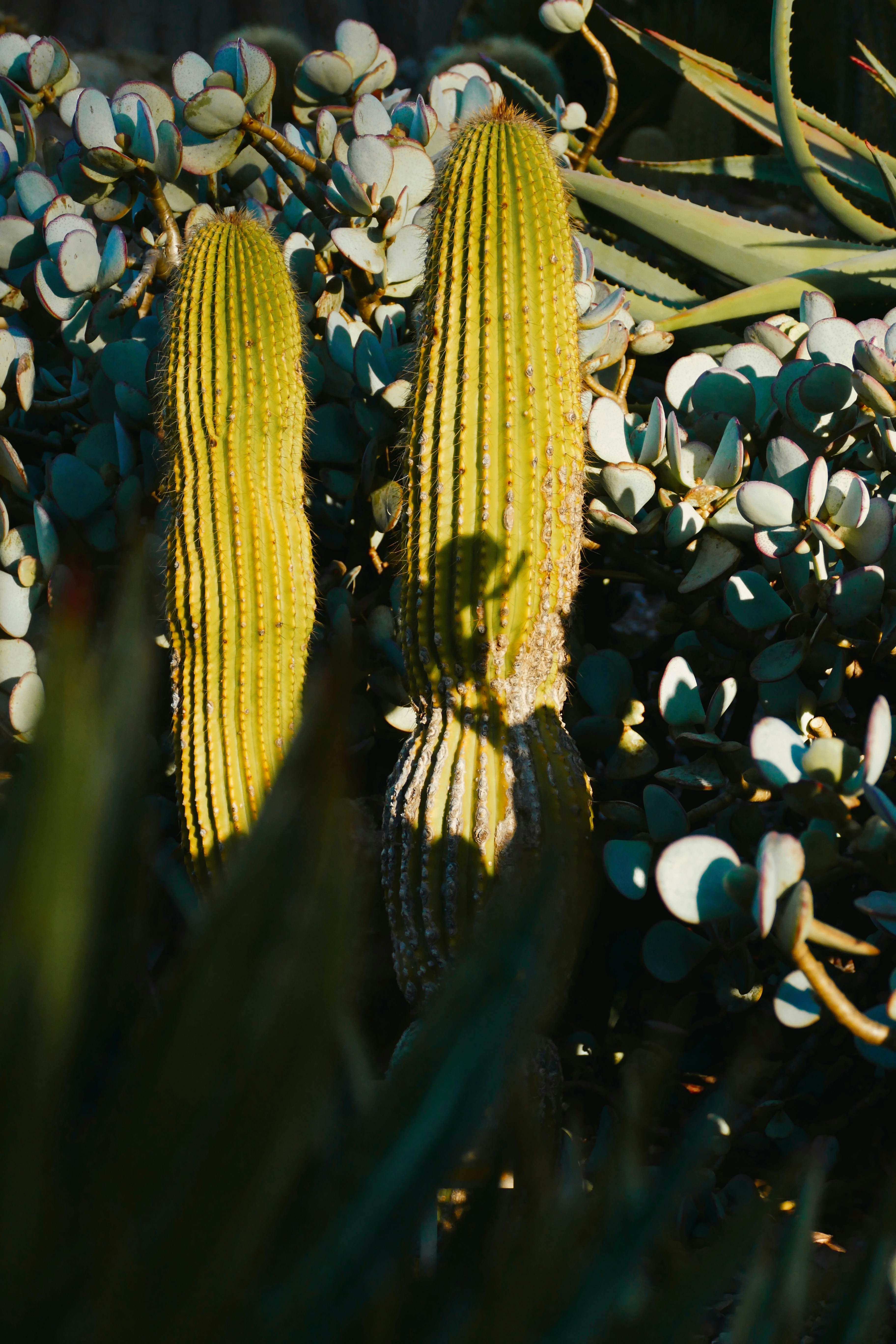 Golden Backbone: Twin Columnar Cacti Amid Silver Succulents