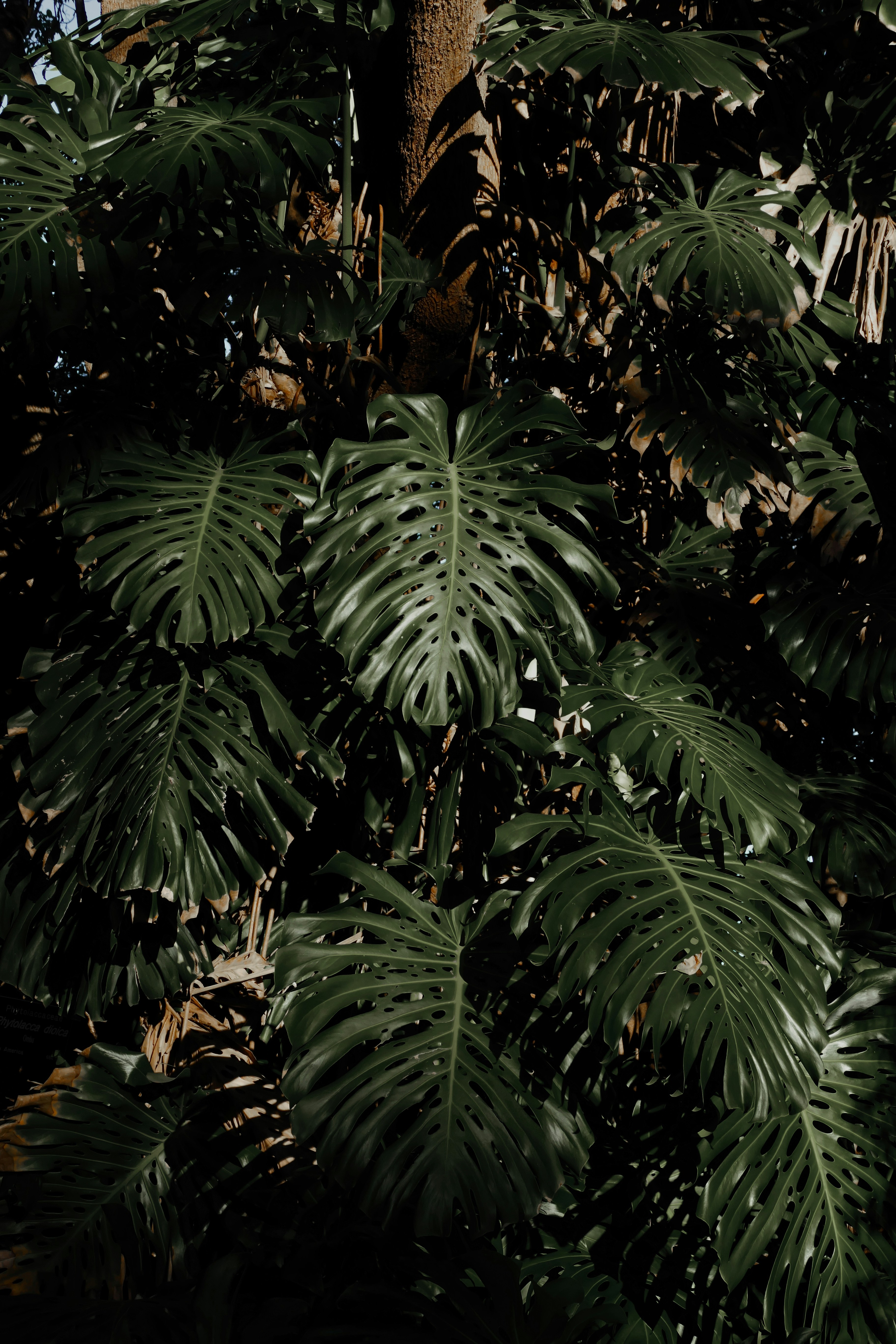 Lush Monstera leaves create a rich tapestry of green, illuminated by soft light and casting intricate shadows against the dark backdrop.