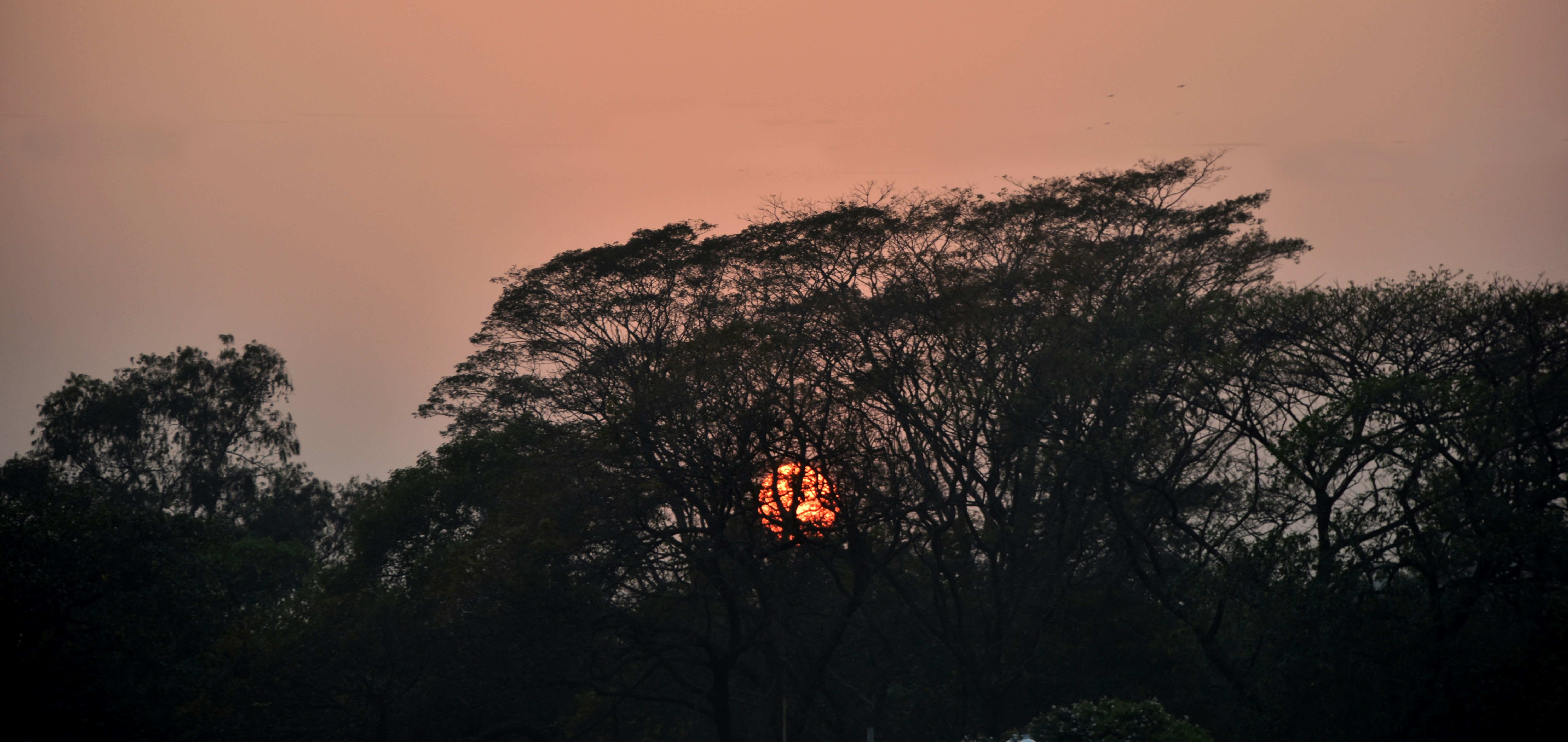 Sun Droplet at Dusk: silhouette of trees framing a setting sun