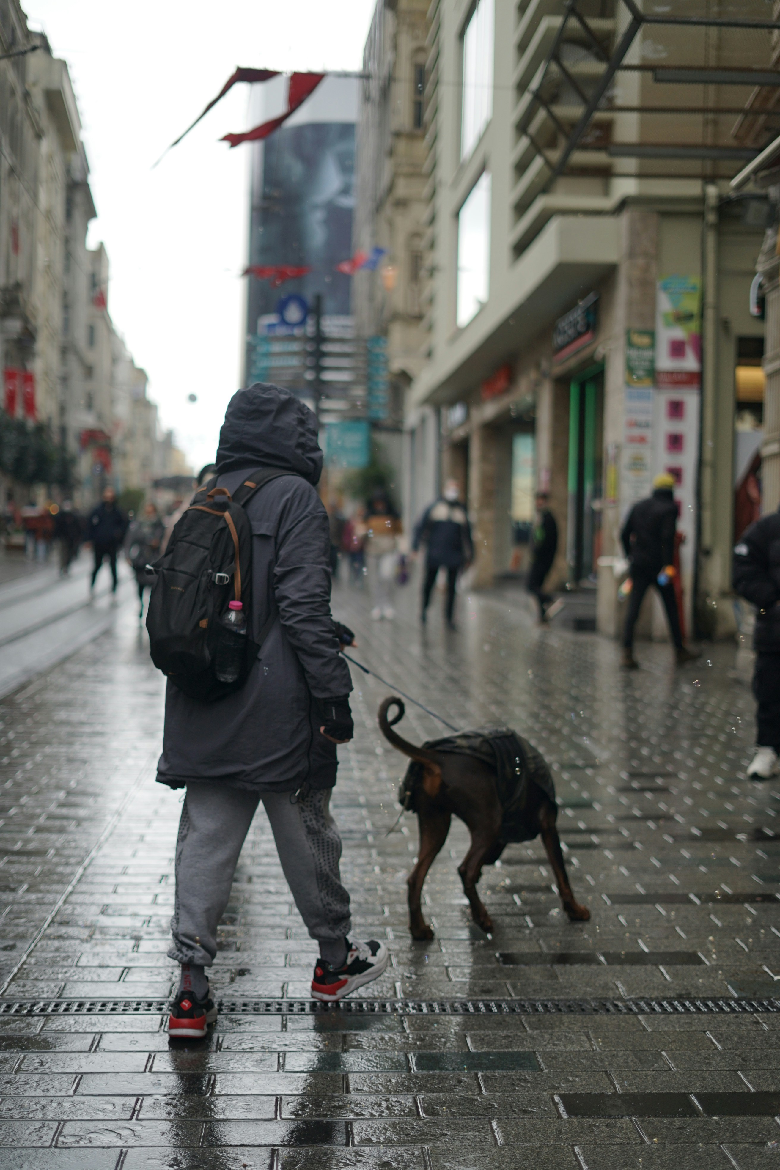 A person in a gray coat walks a dog through a rainy city street, reflecting the vibrant life of urban companionship.