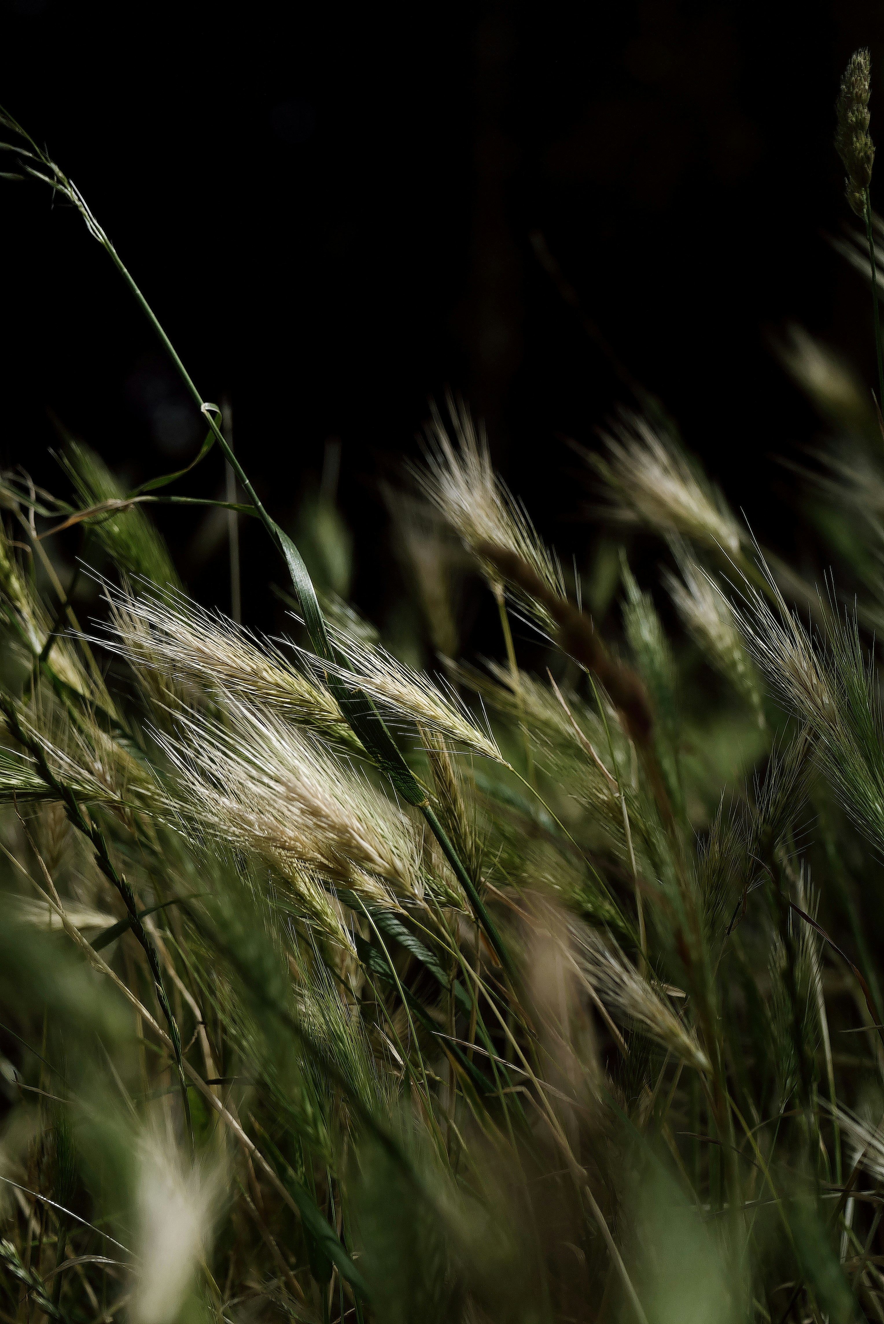 Some grass up close in focus