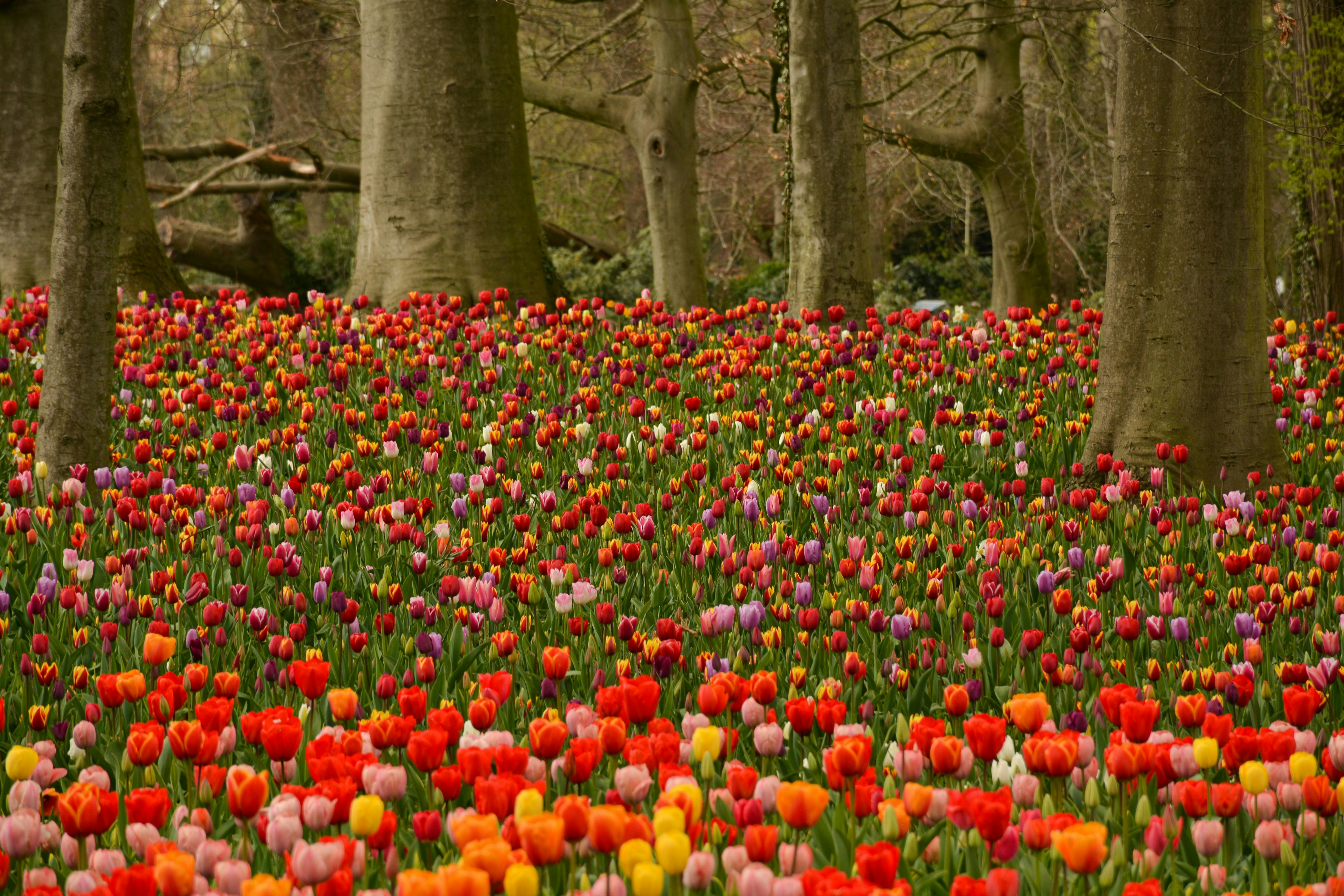 Tulip Carpet at the Forest's Edge