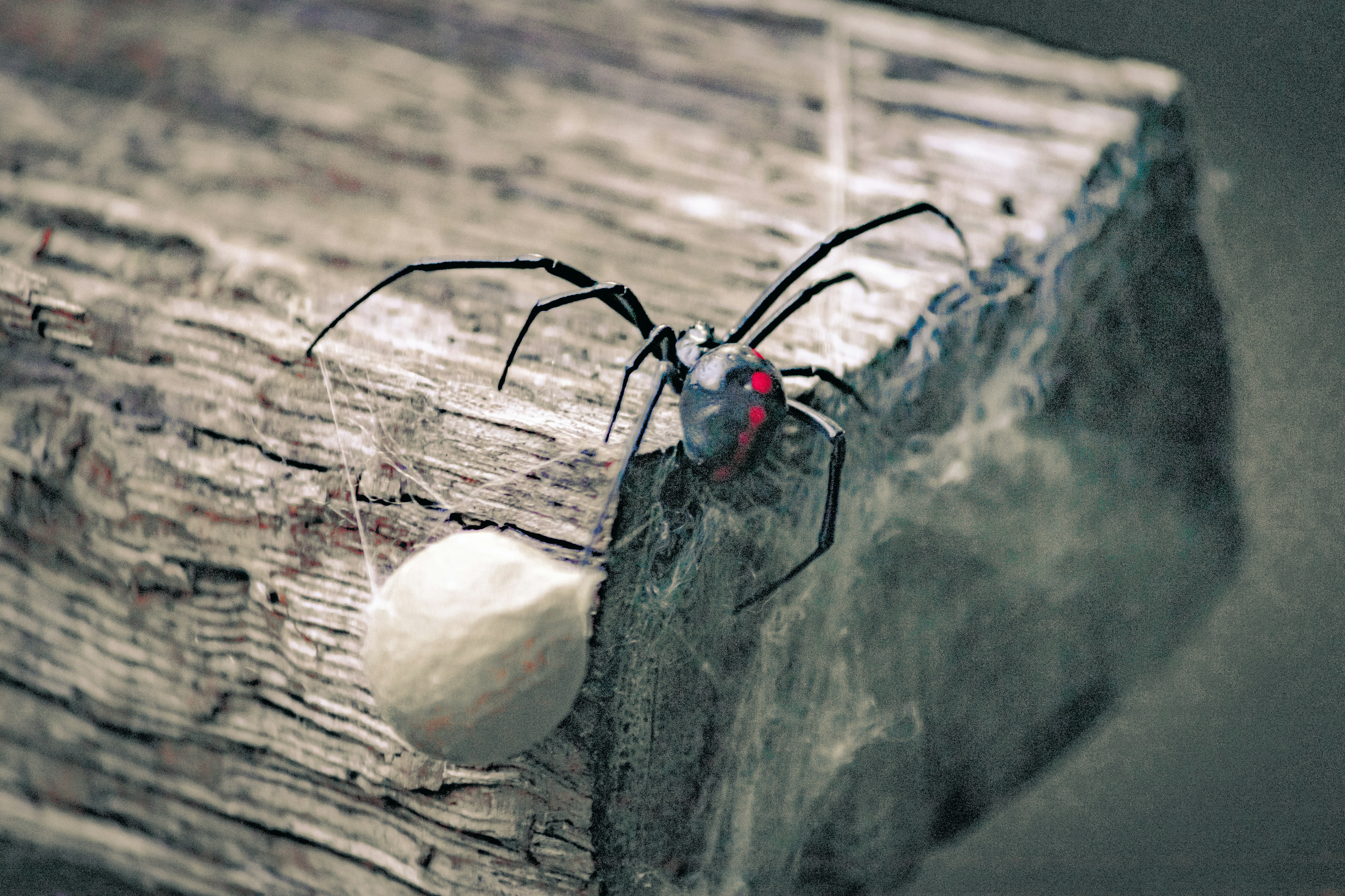 A black widow spider poised on a weathered wooden surface, with its egg sac nearby, showcasing the delicate balance of nature's predation and reproduction.