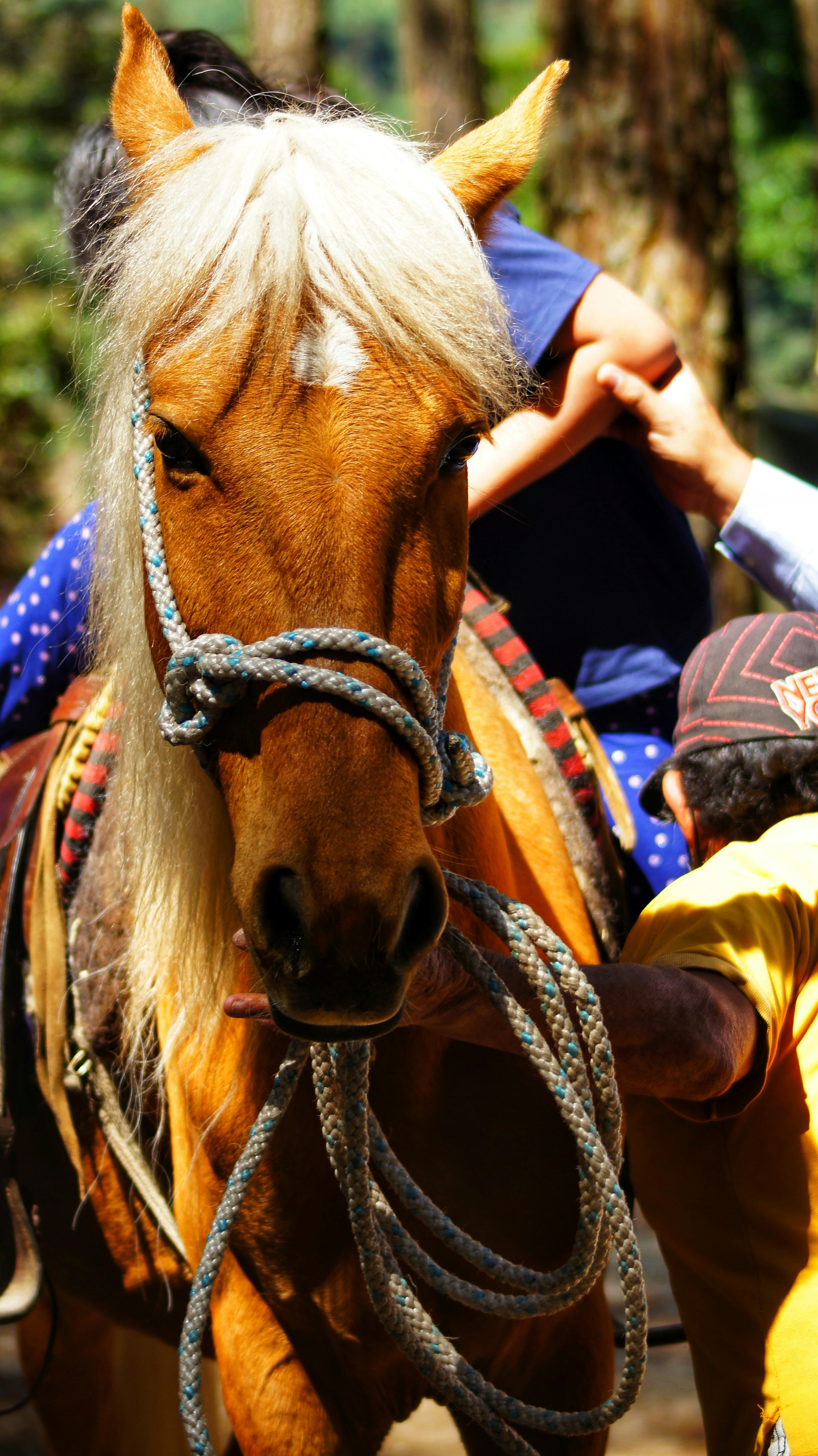 a group of people petting horses
