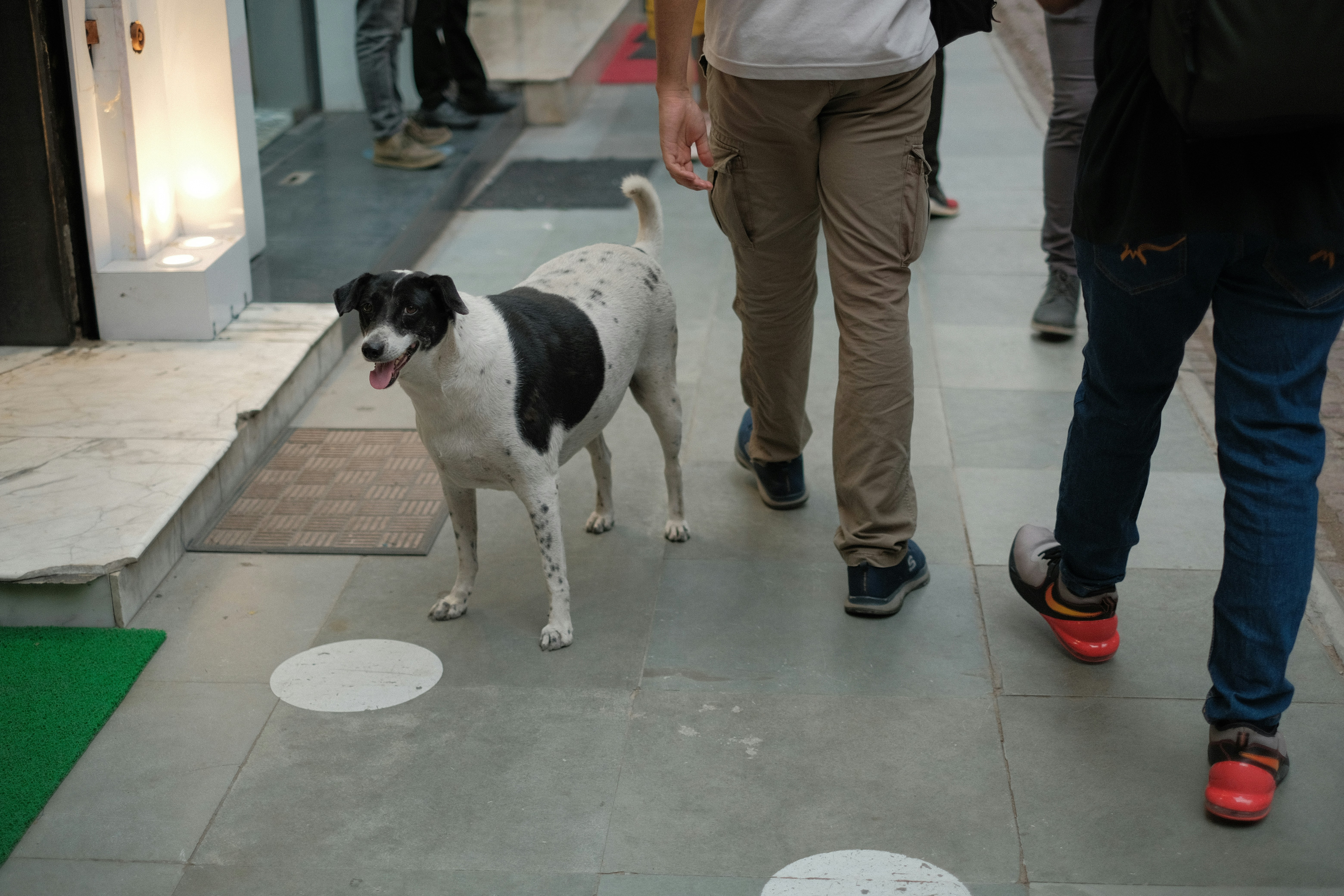 Black-and-White Hound on a Busy Mall Walkway