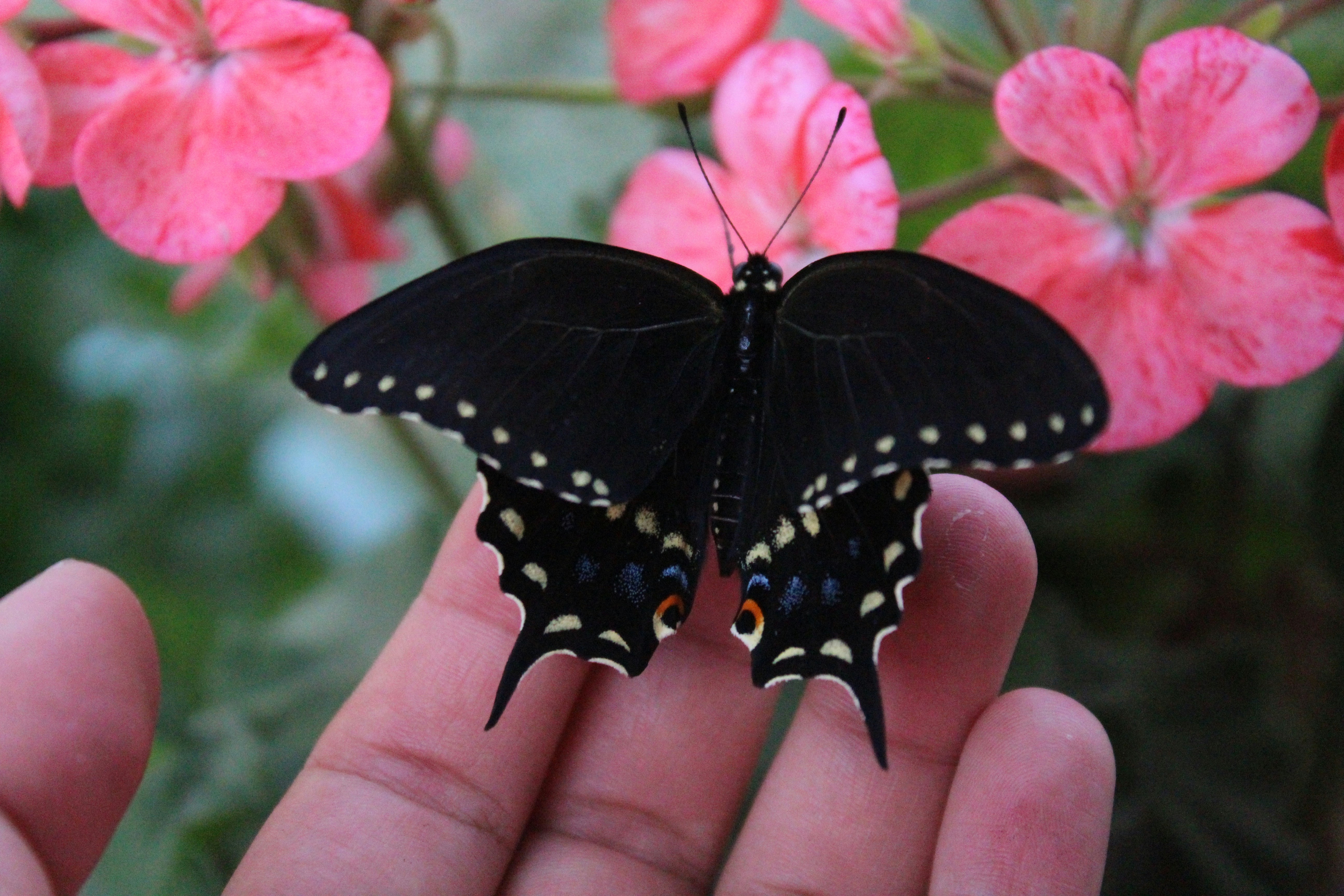 a person holding a butterfly