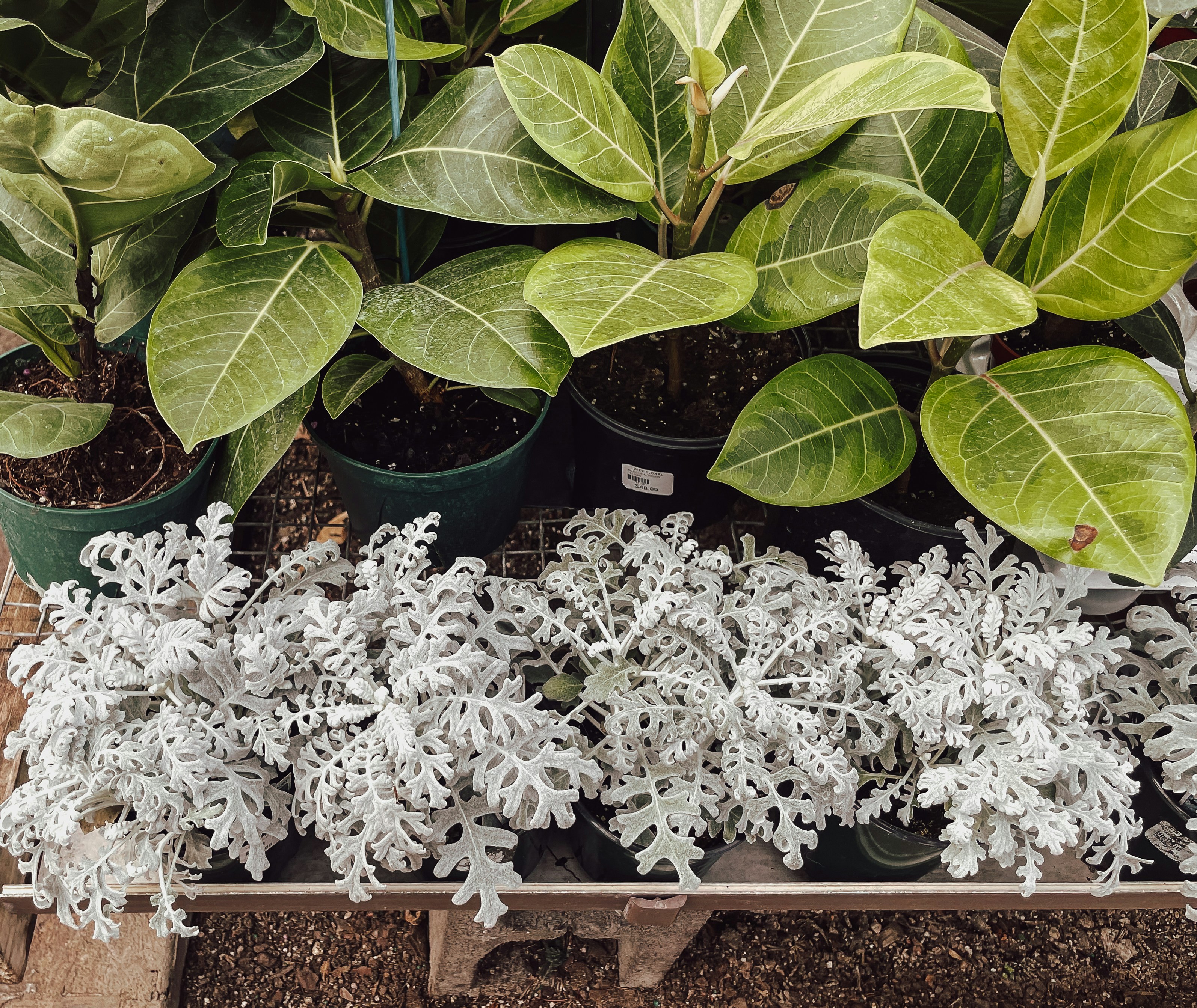 Silvery Dusty Miller Rows Framing a Lush Green Leaf Backdrop