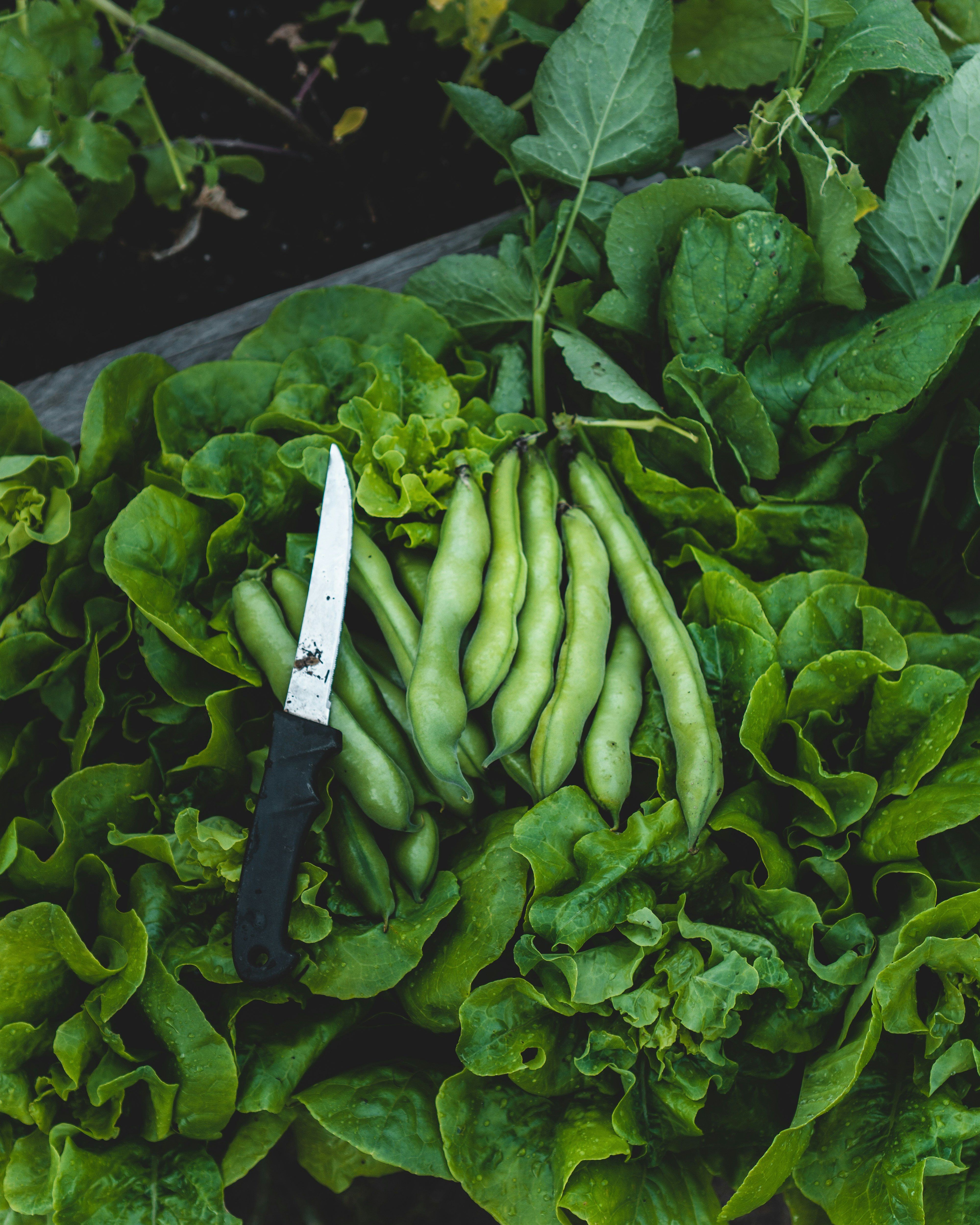 Morning Harvest: Knife Resting Among Crisp Lettuce and Green Beans