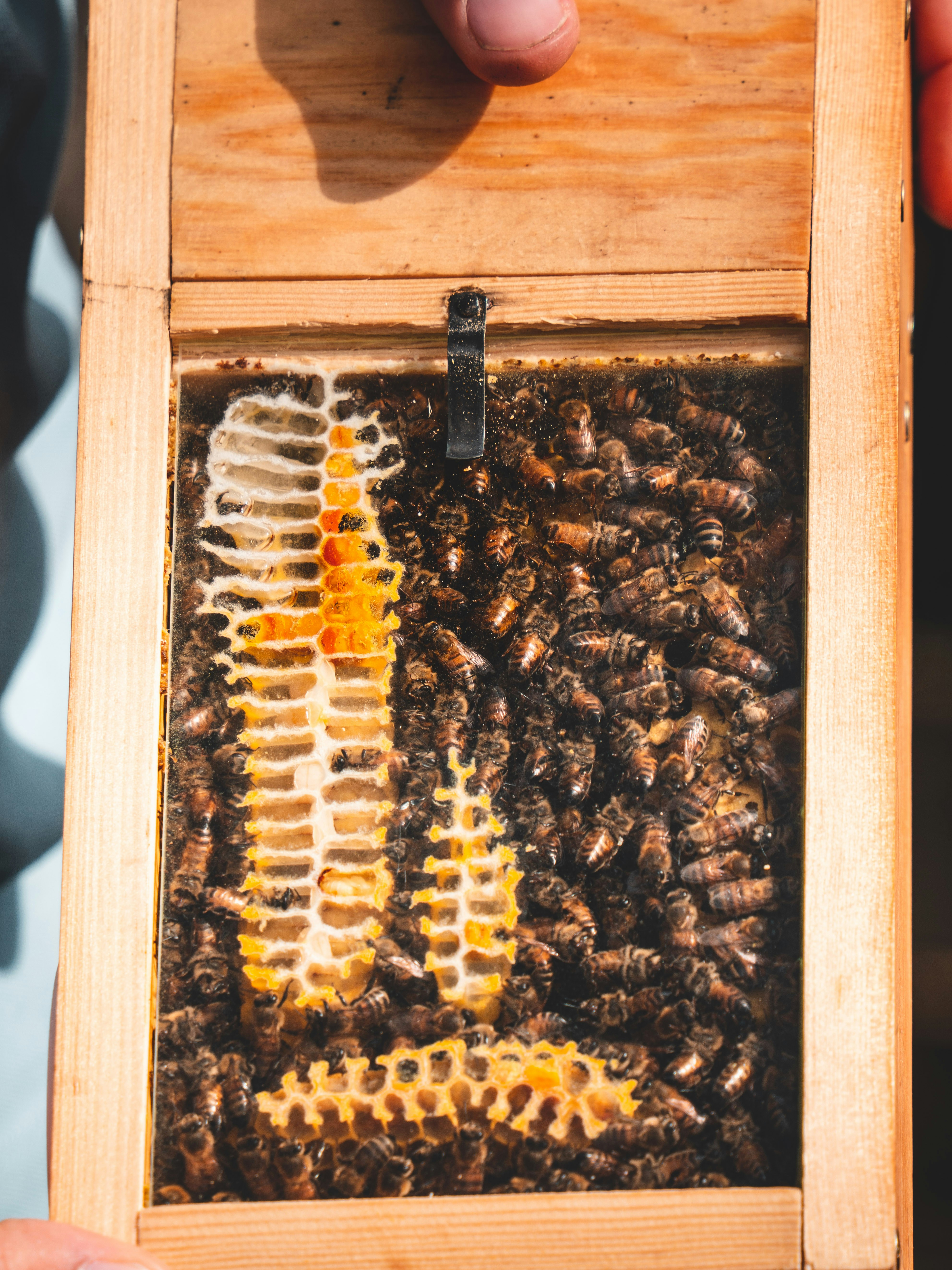 Inside the Beehive Frame: Bees Among Bright Honeycomb Cells