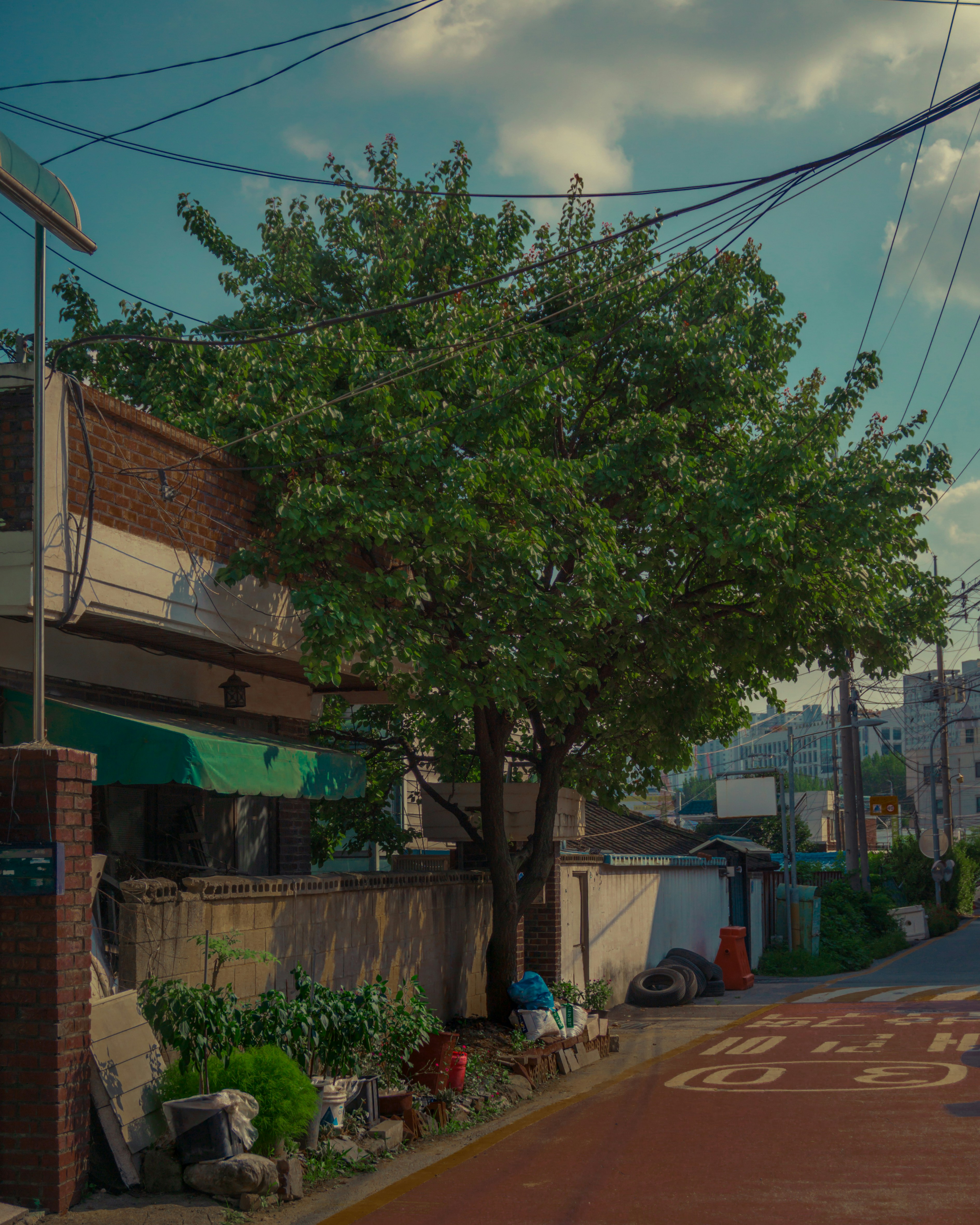 Canopy Framing a Sunlit Alley: A Quiet Urban Street Under Wires