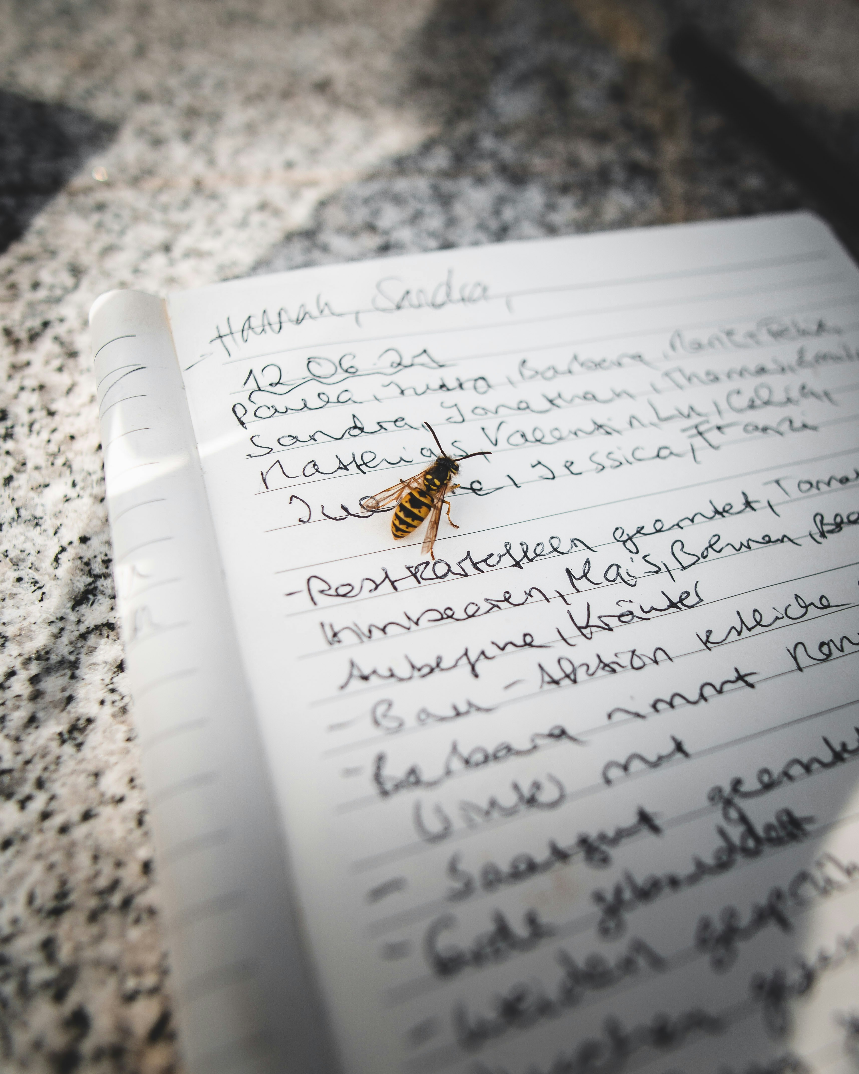 Wasp on a Page: Tiny Visitor amid Handwritten Whispers