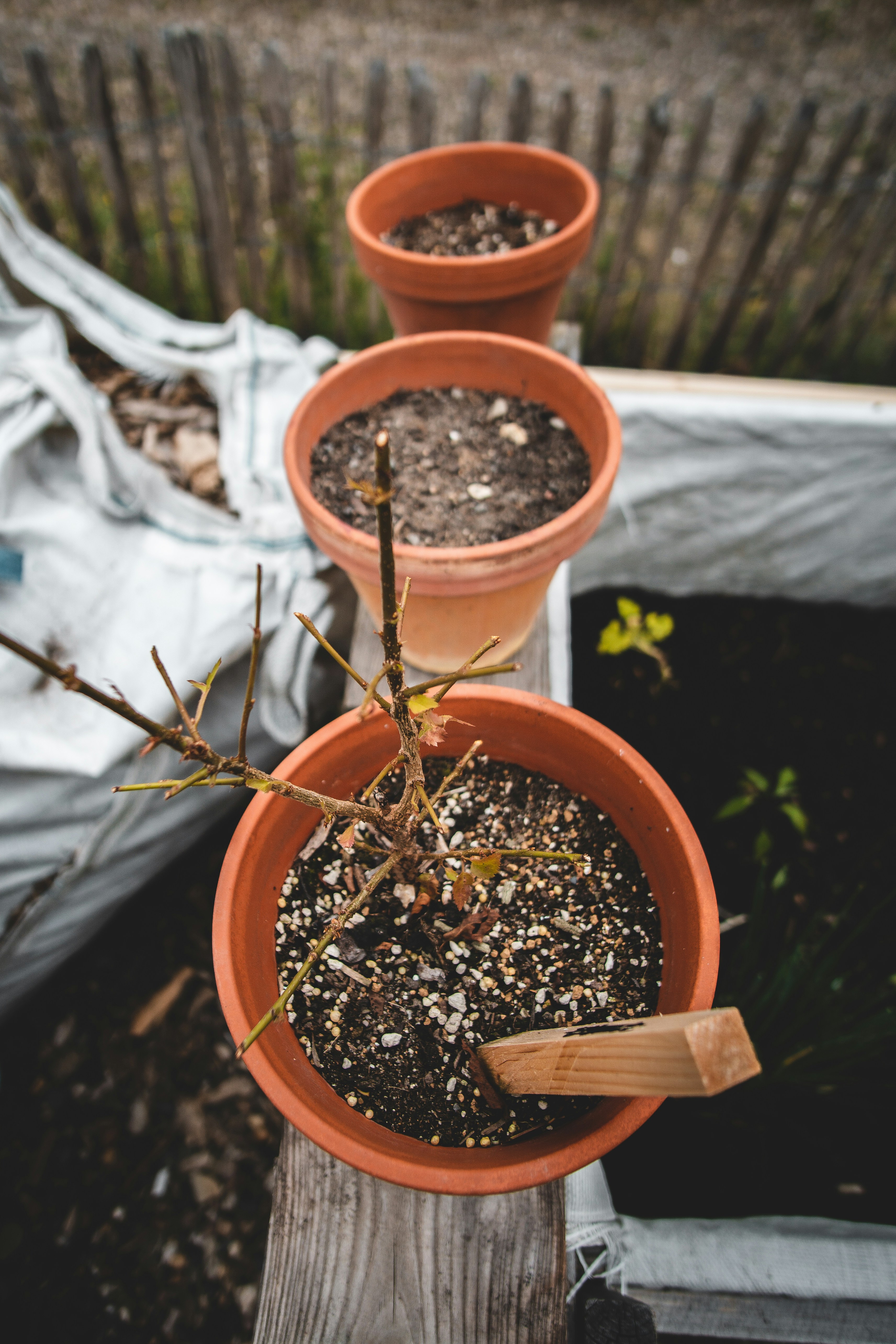 Staged Quiet: Terracotta Pots and a Wooden Marker in a Garden Bed