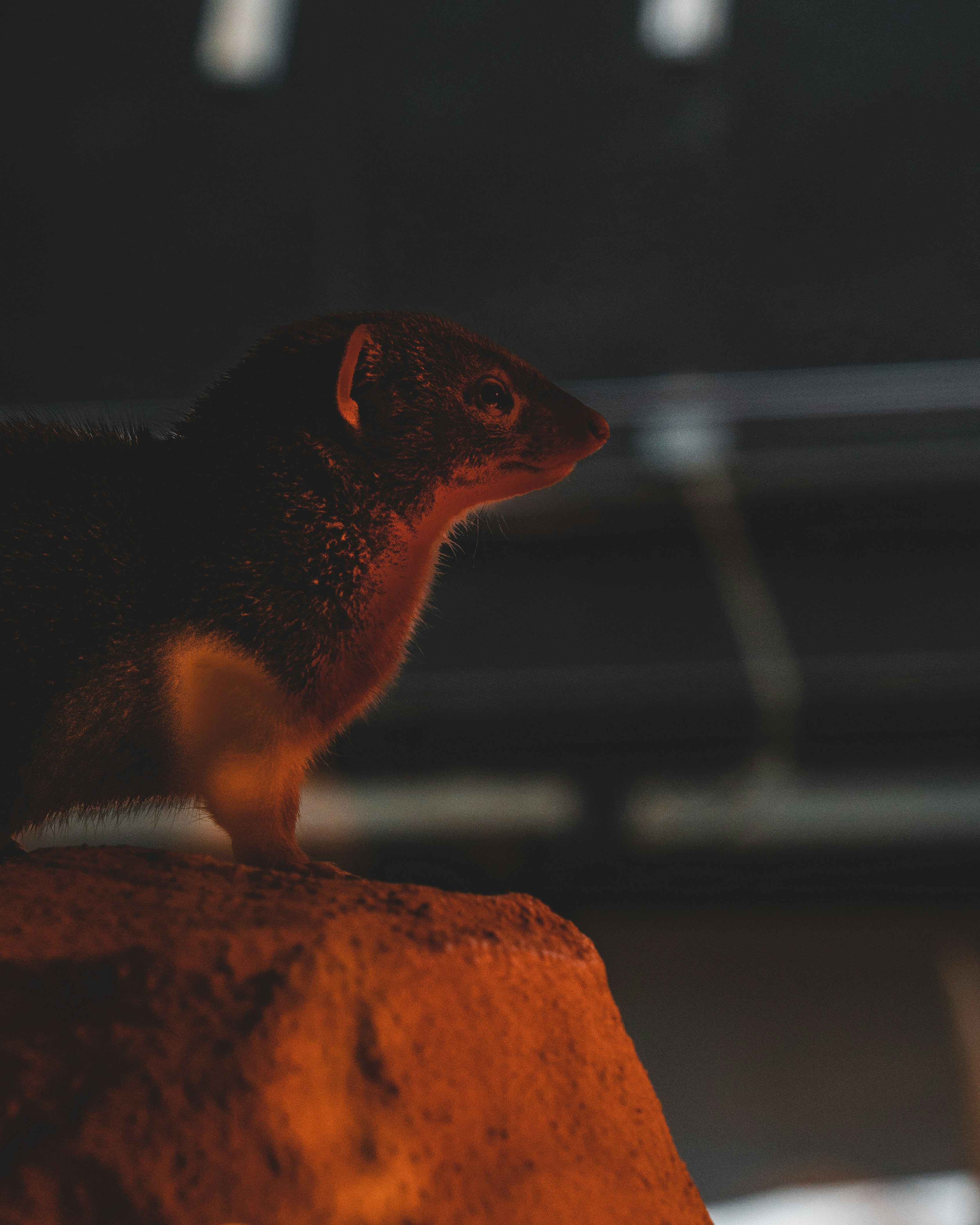Amber-Glow Vigil: Squirrel on a Rock