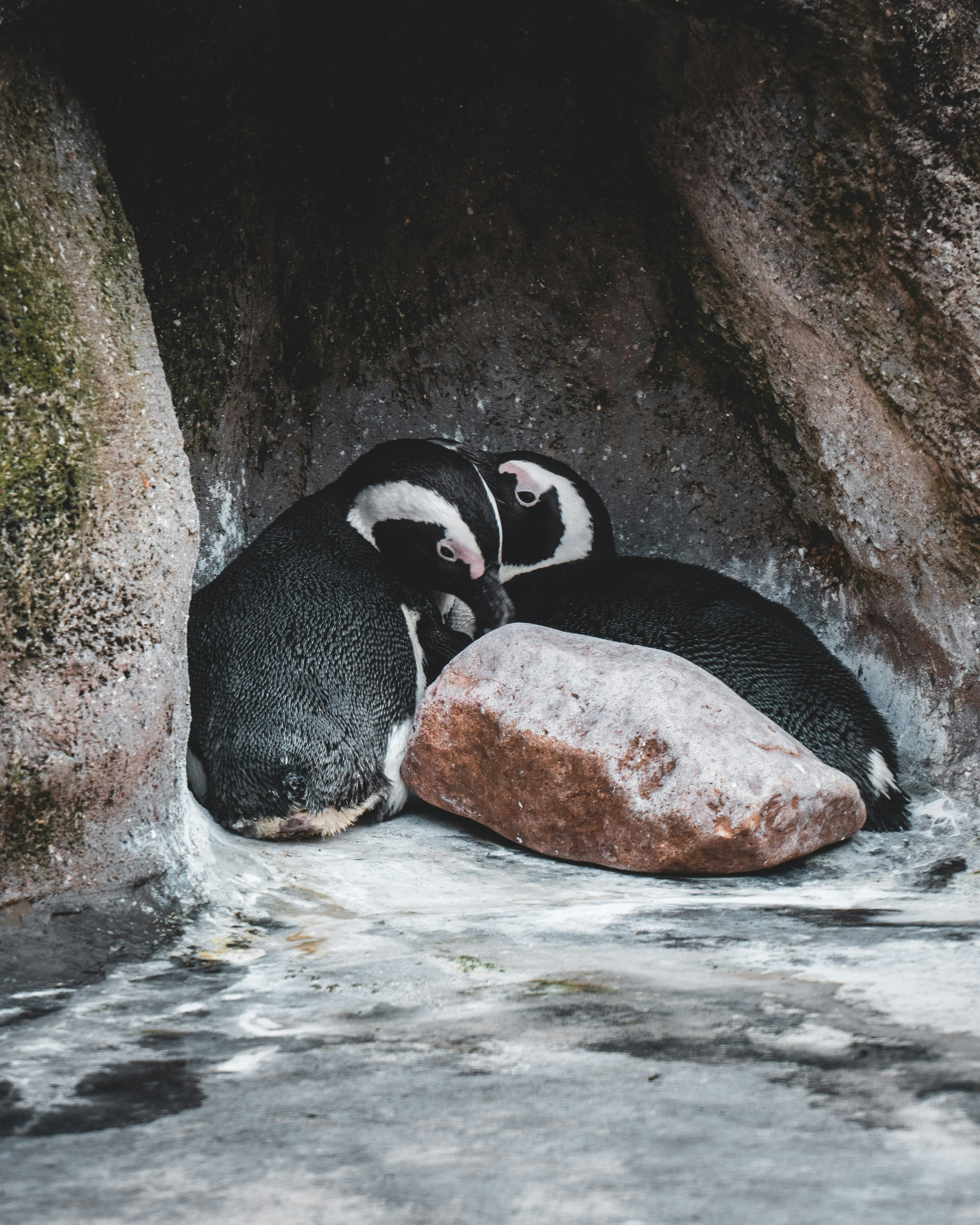 Huddle in a Stone Cradle: Two penguins find shelter in a rocky crevice