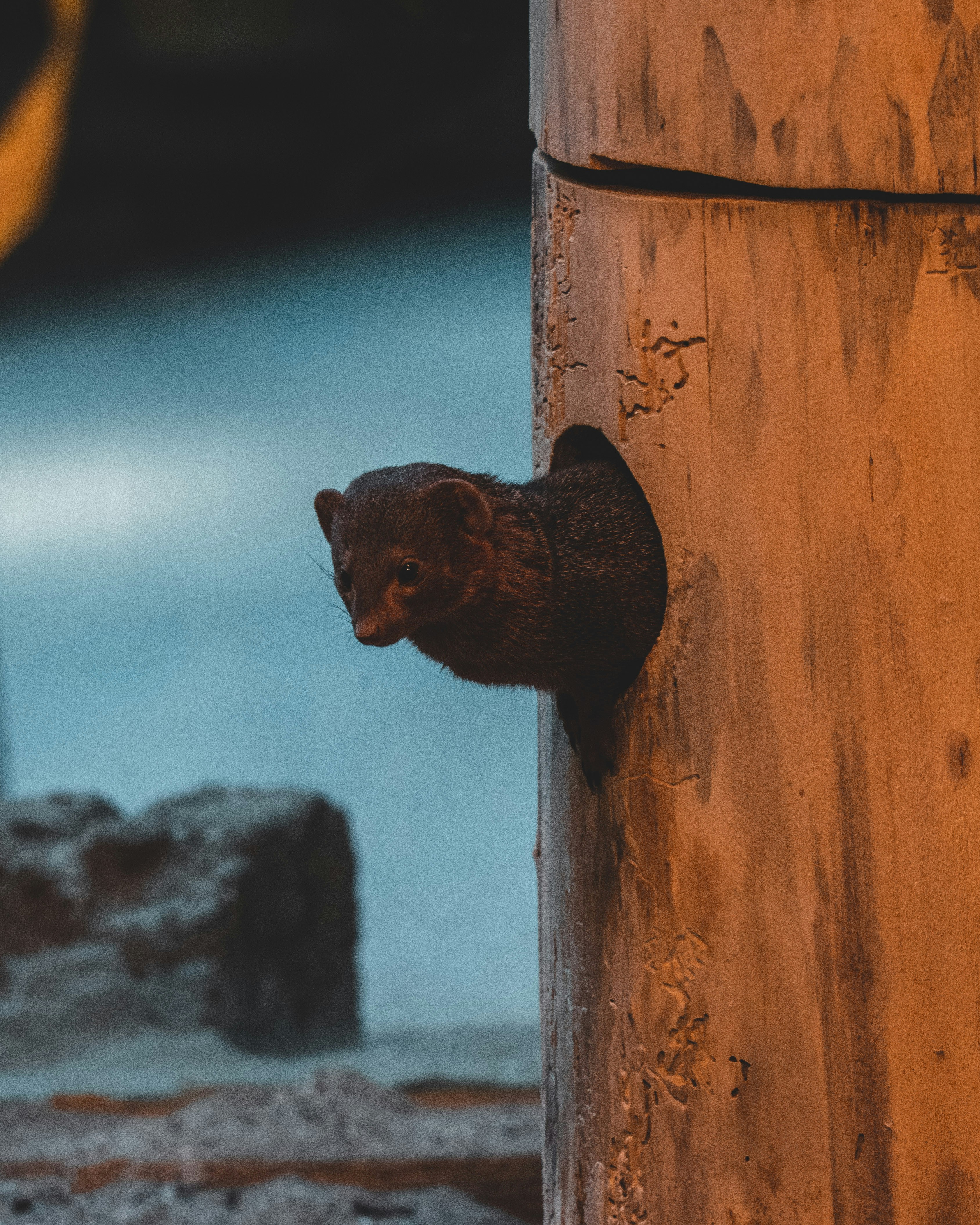 a brown animal in a hole in a wooden post