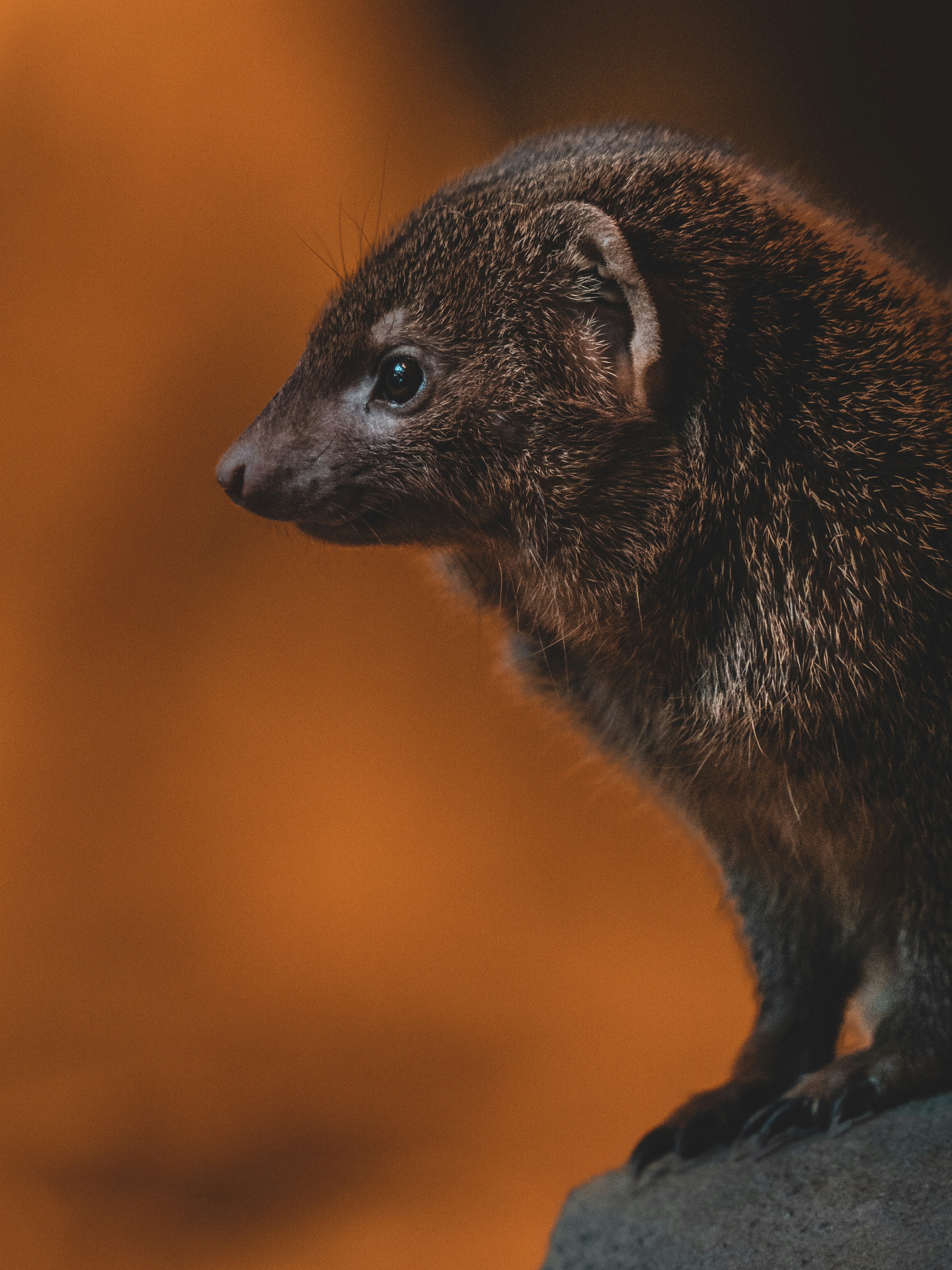 Amber-Gleam Vigil: A Mongoose Scout Perched on Rock