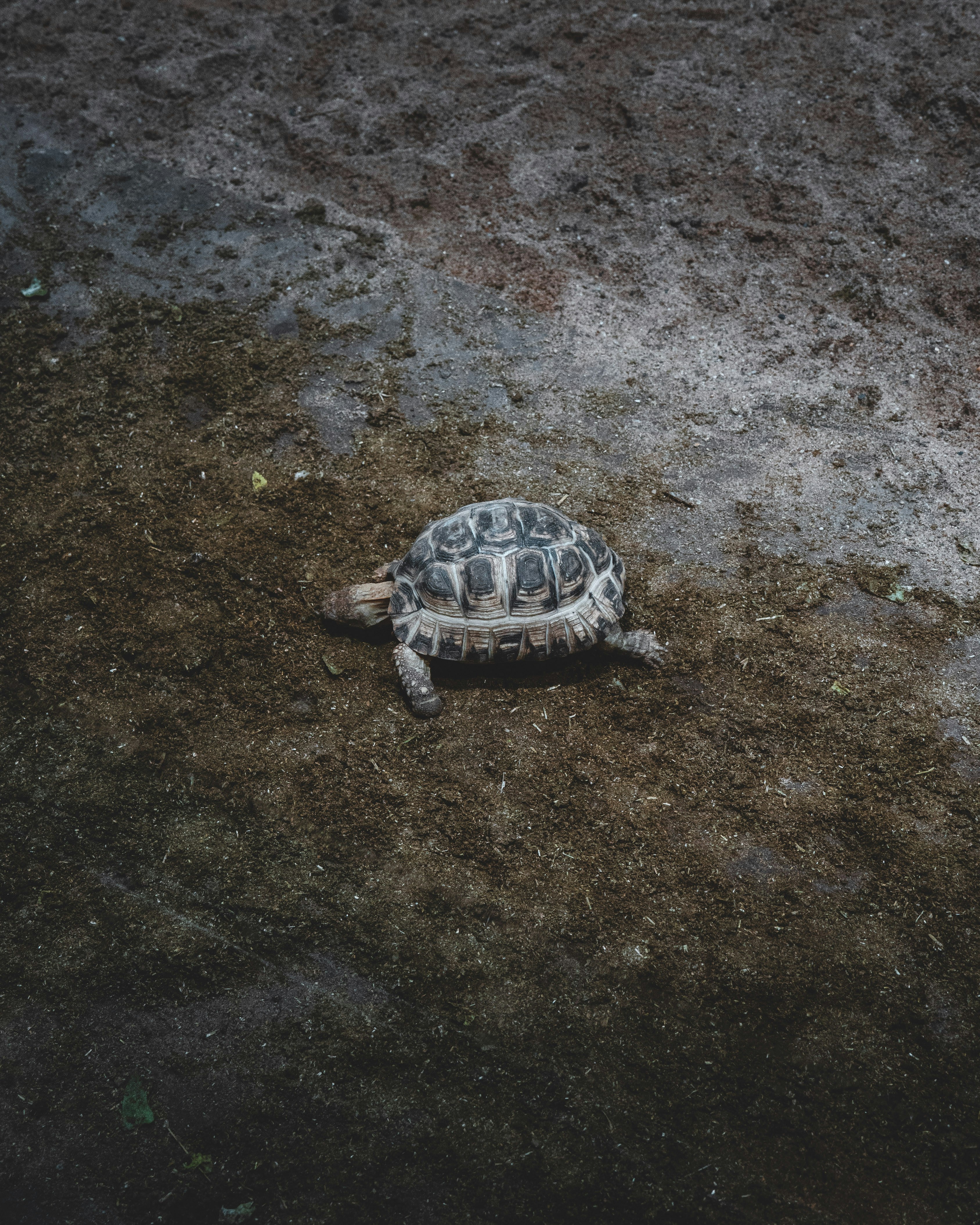 a turtle on the groundJonathan Kemper