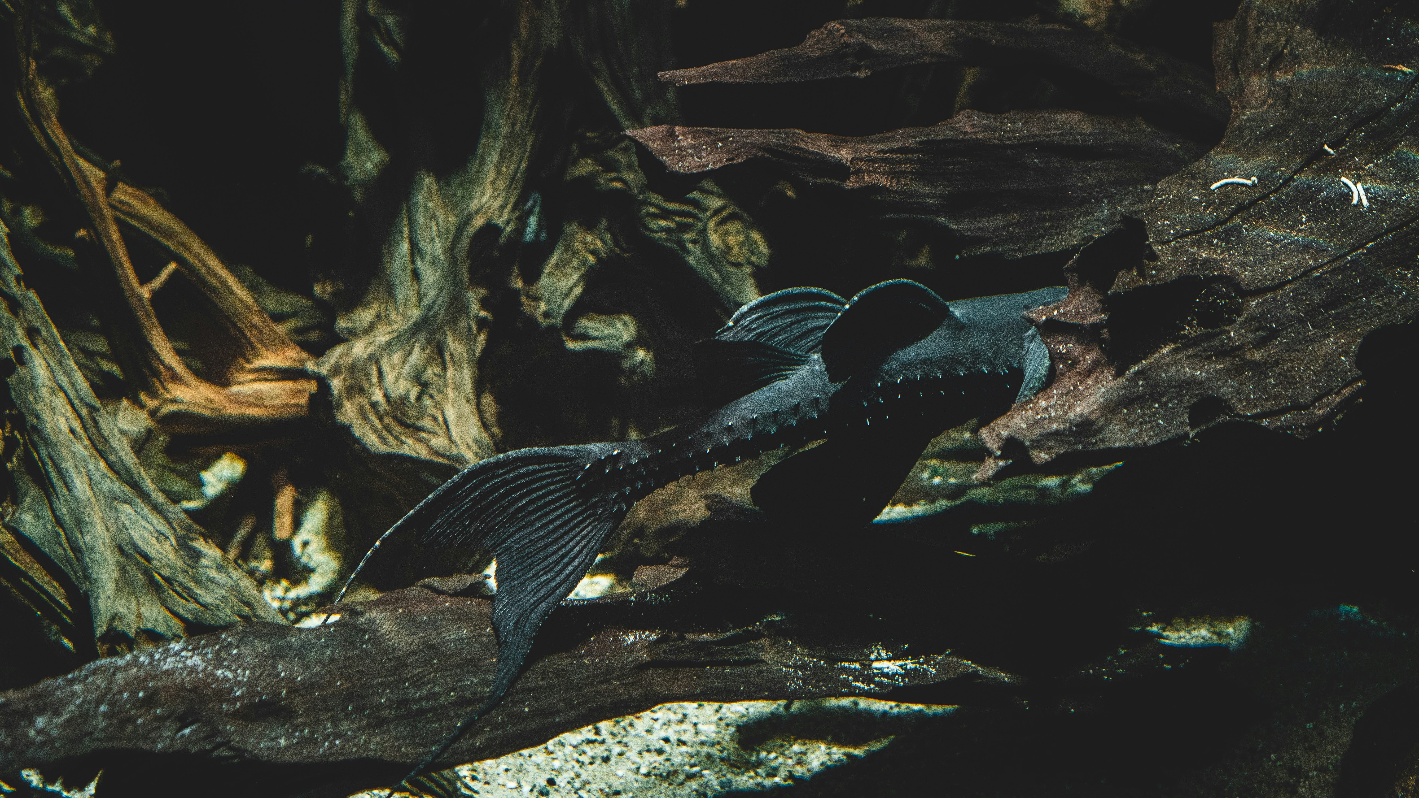 a group of turtles in a cave