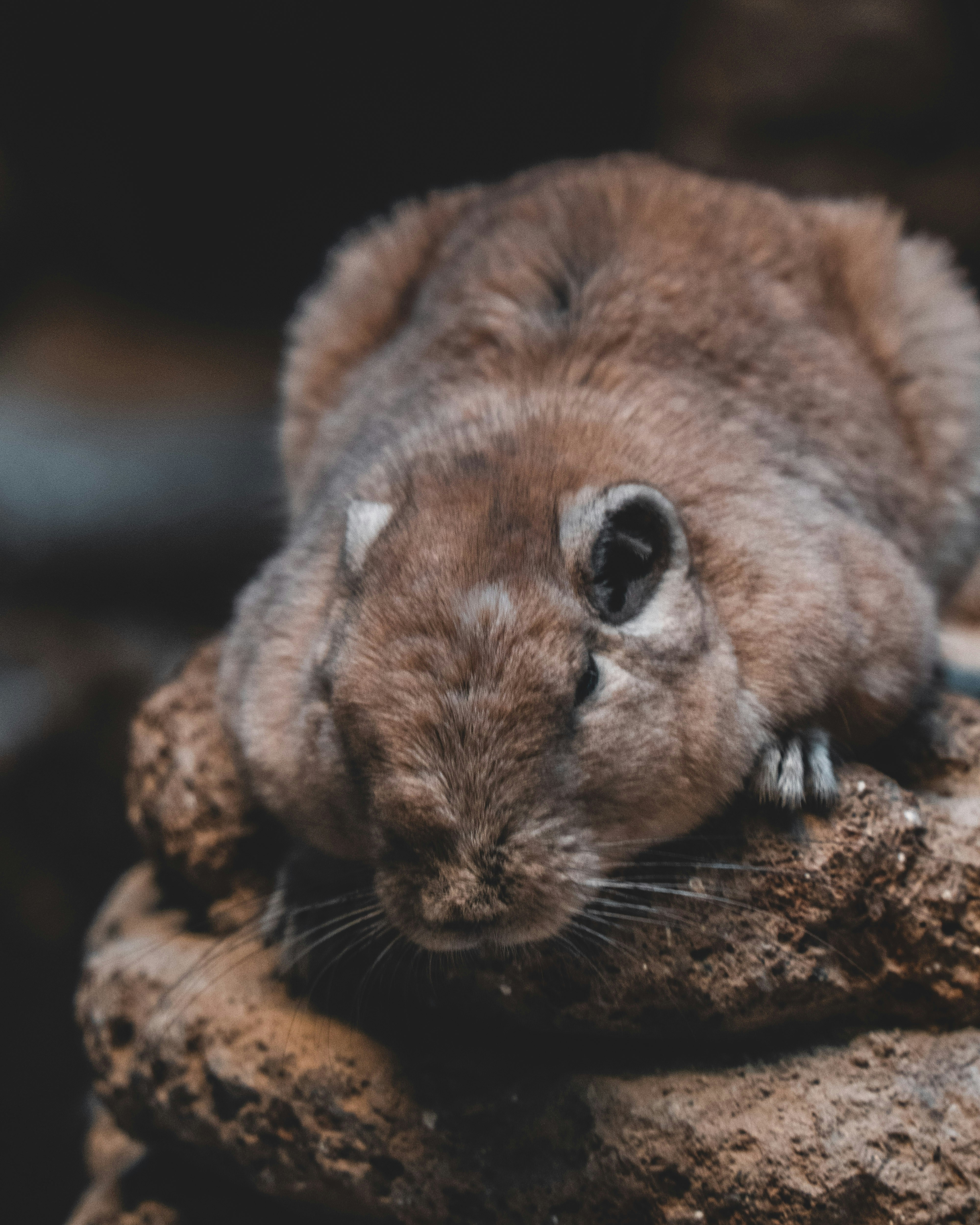 Curled Paws: A Tiny Furred Explorer Resting on Rugged Rock