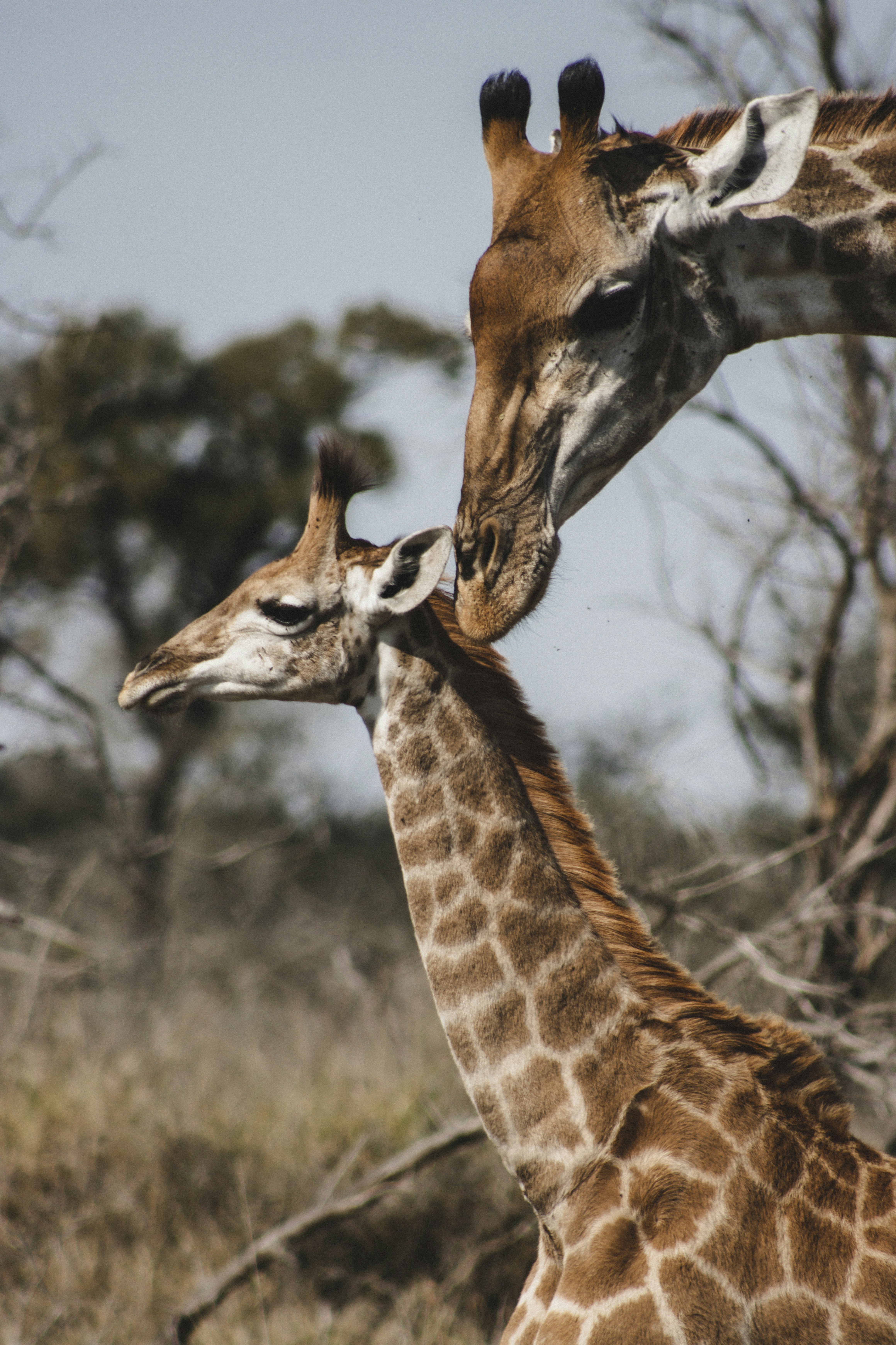 Giraffes standing around in the wild photo – Free Kruger park Image on ...