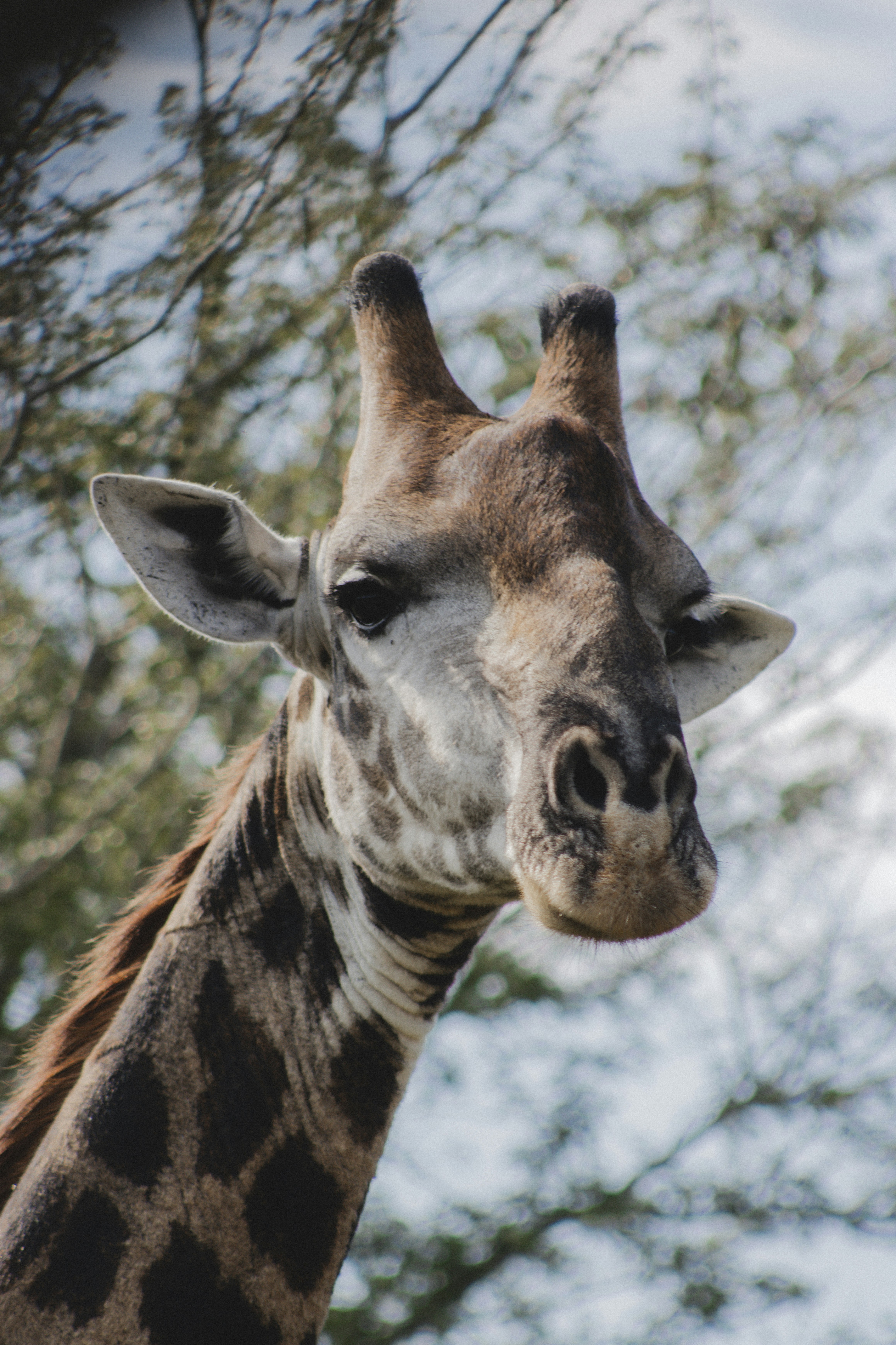 A giraffe stands in front of a tree photo – Free Kruger park Image on ...