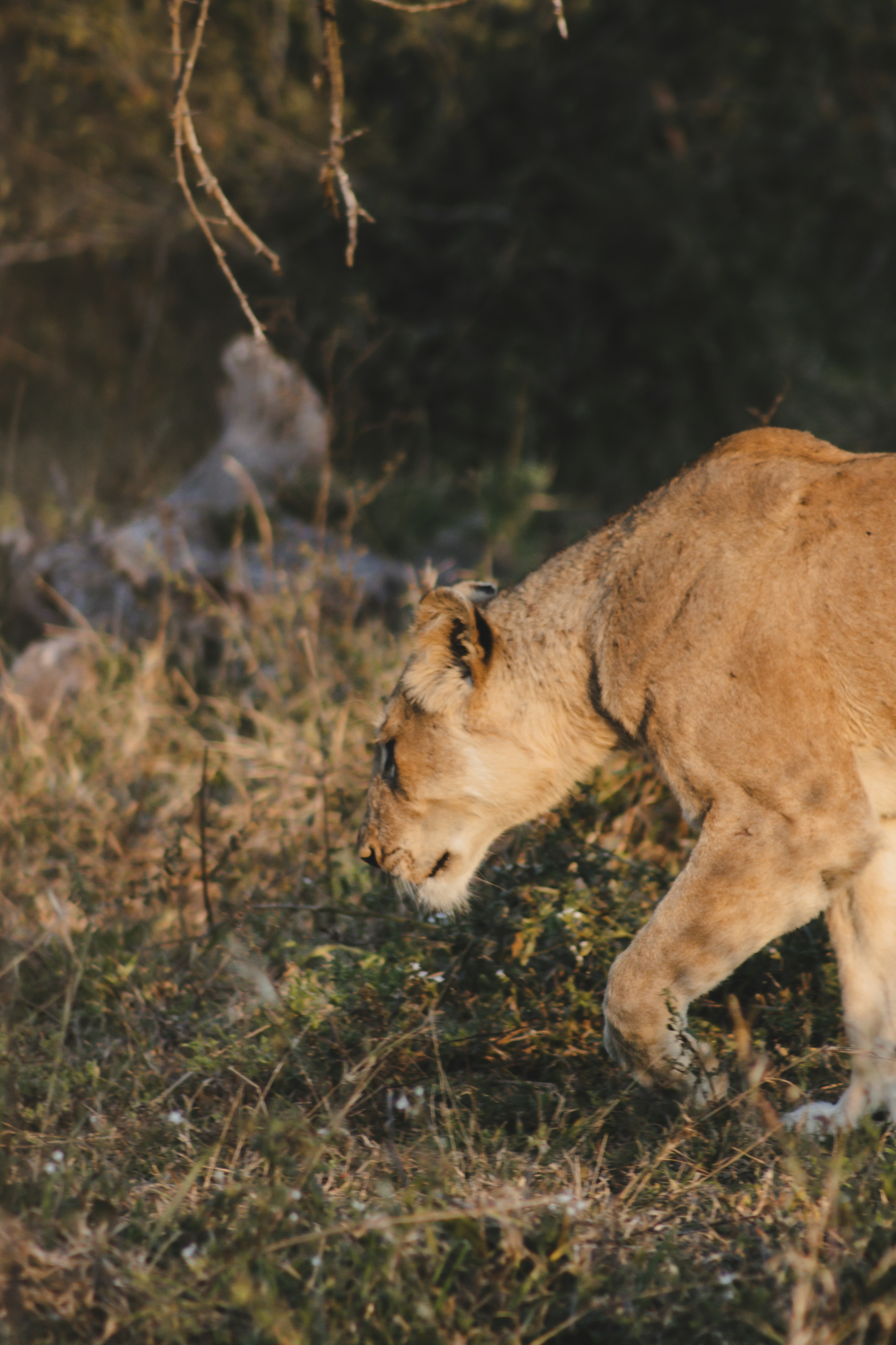 Foto Un león caminando en la naturaleza – Imagen Parque kruger gratis ...