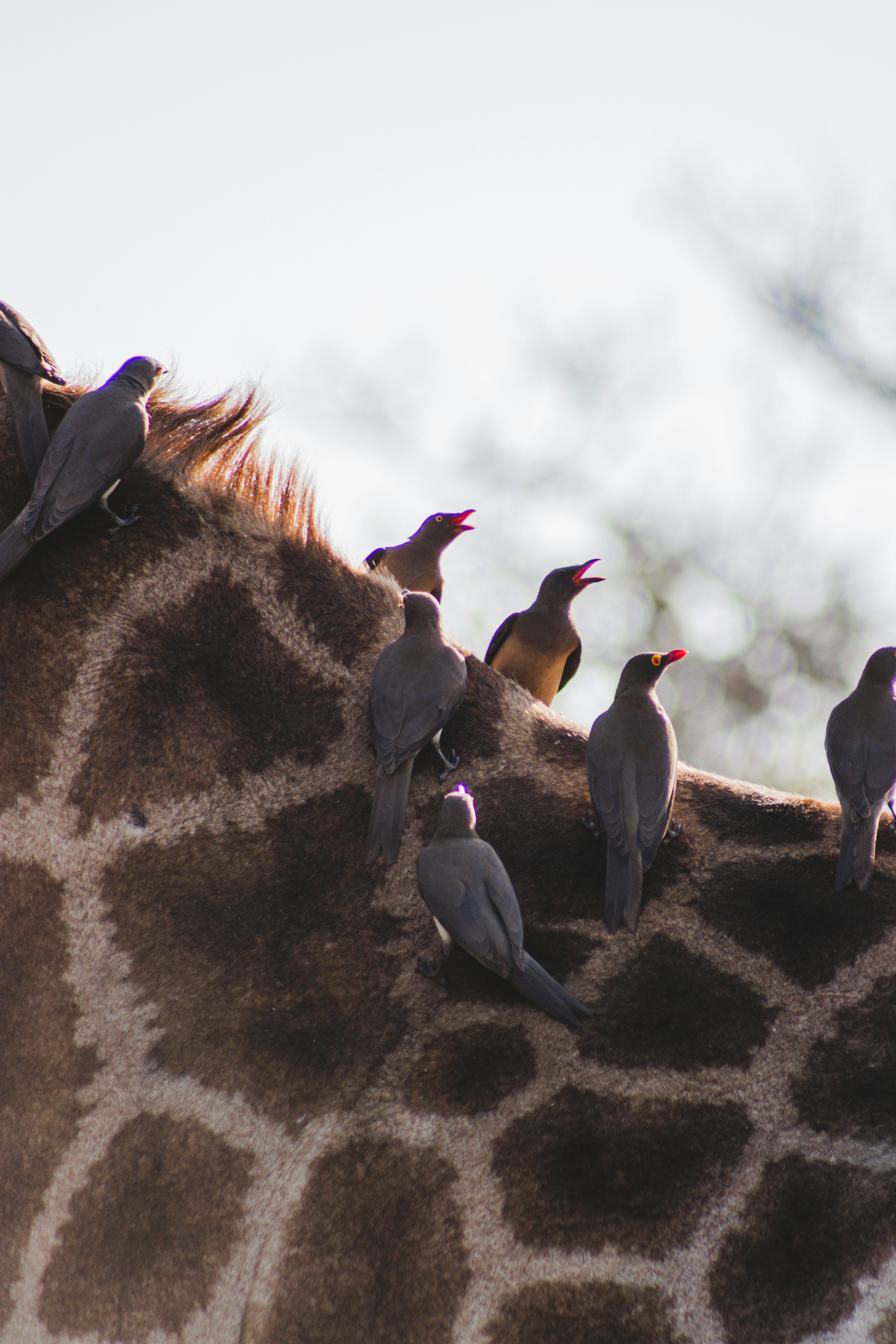 Giraffe and birds in Kruger Park, South Africa