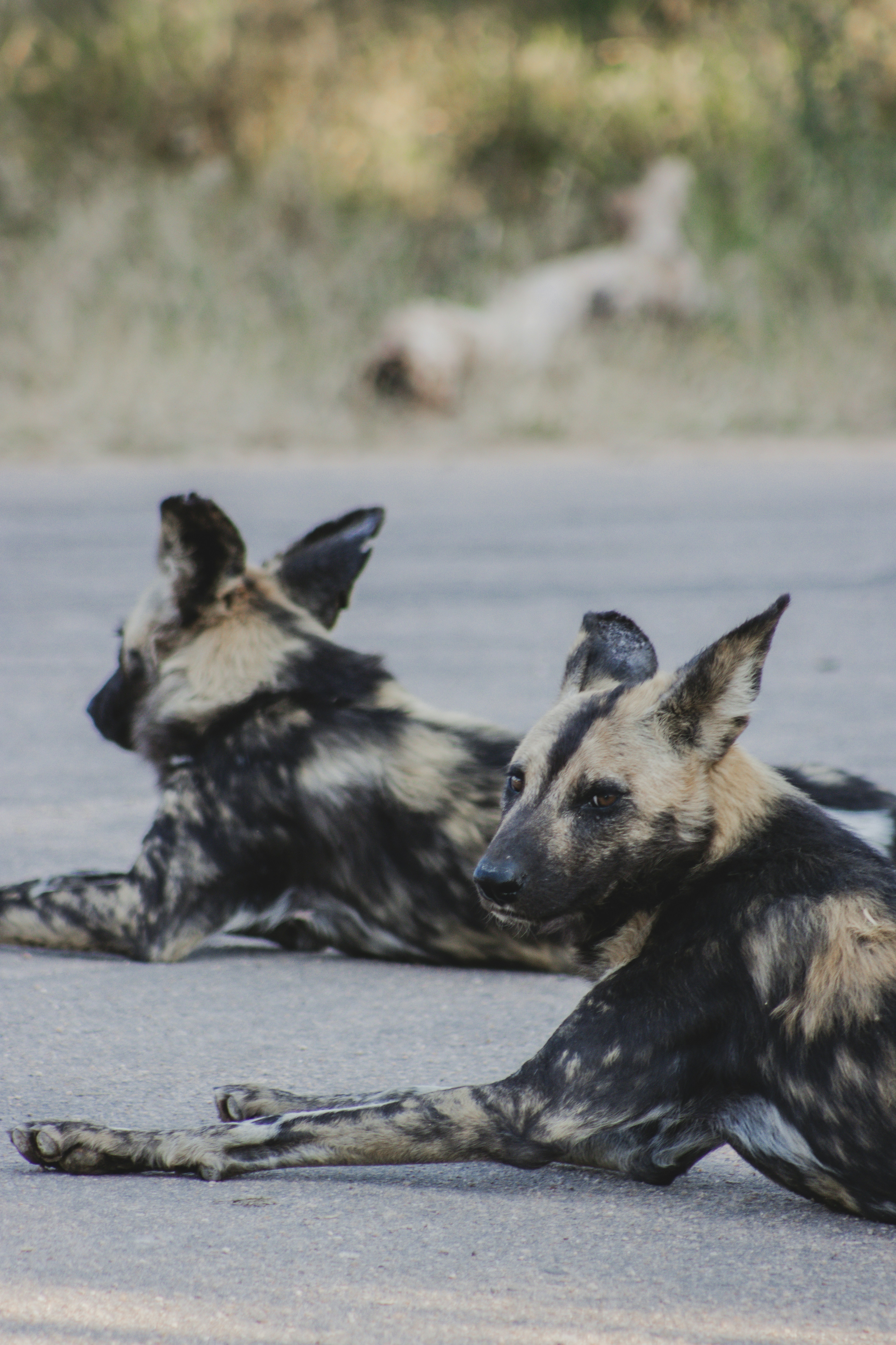Sunlit Roadwatch: A Pair of Shepherd-Influenced Dogs Resting, One with a Watchful Gaze
