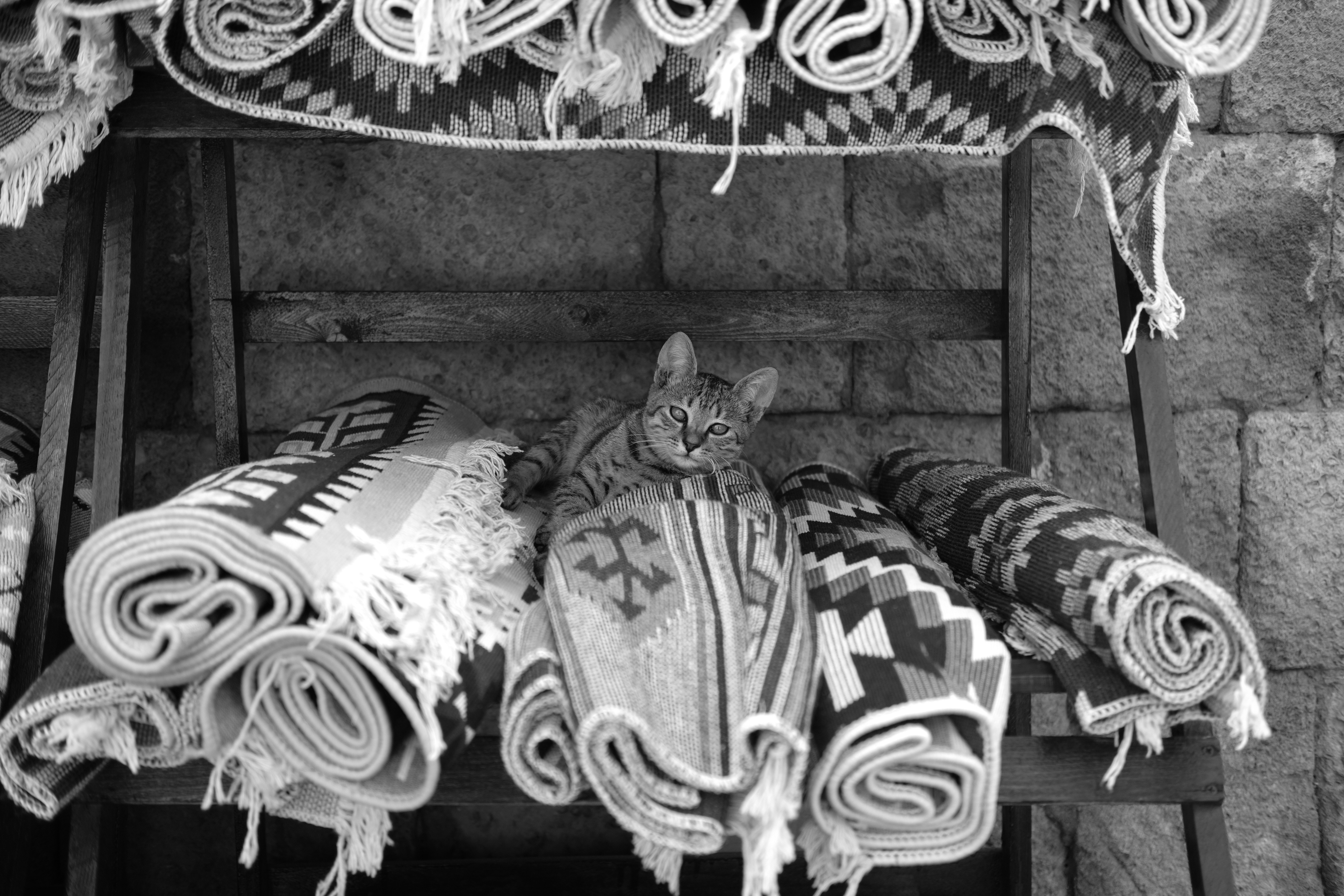 Cozy Cat Among Rolled Wool Blankets on a Rustic Shelf