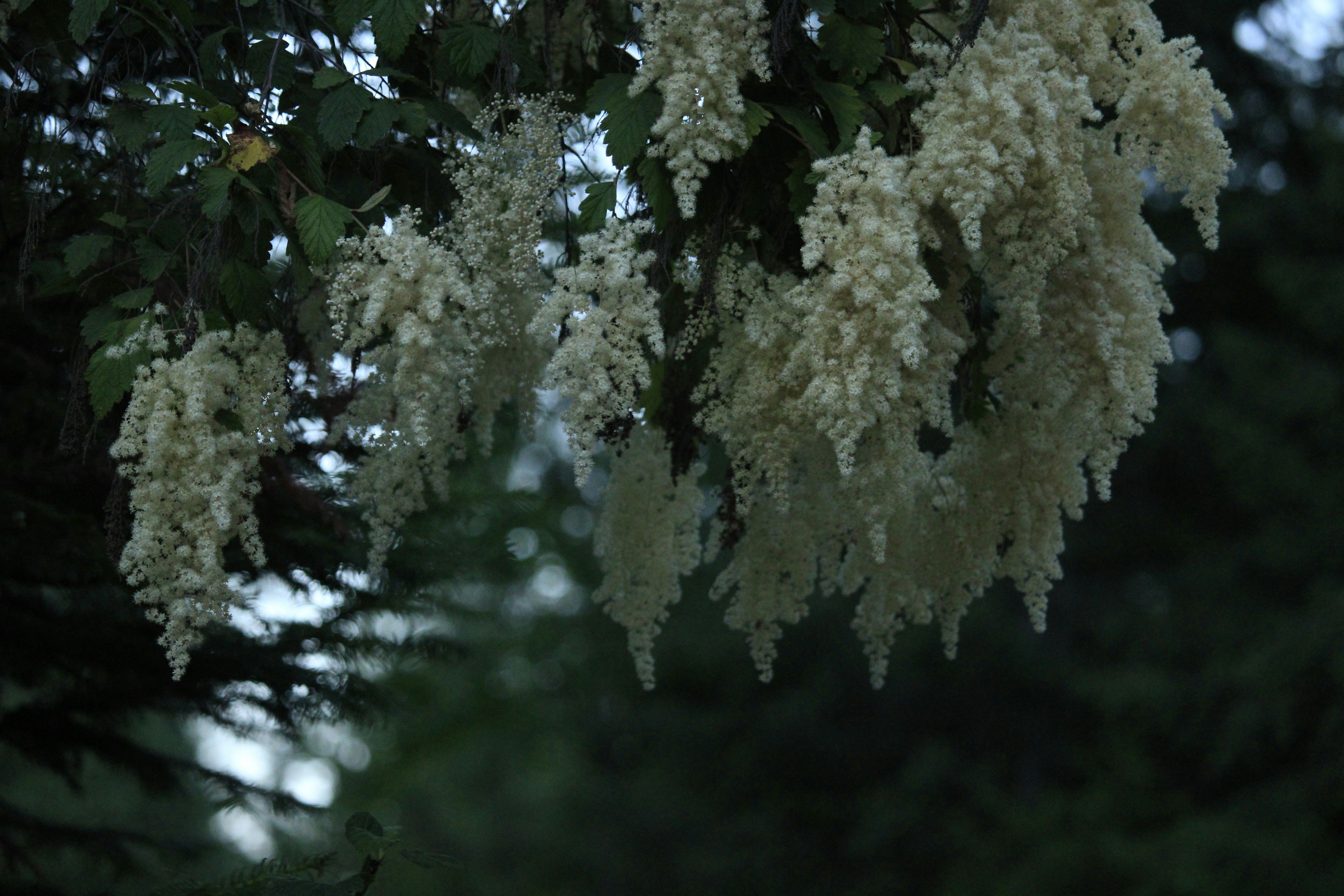 White Cascade under a Quiet Canopy