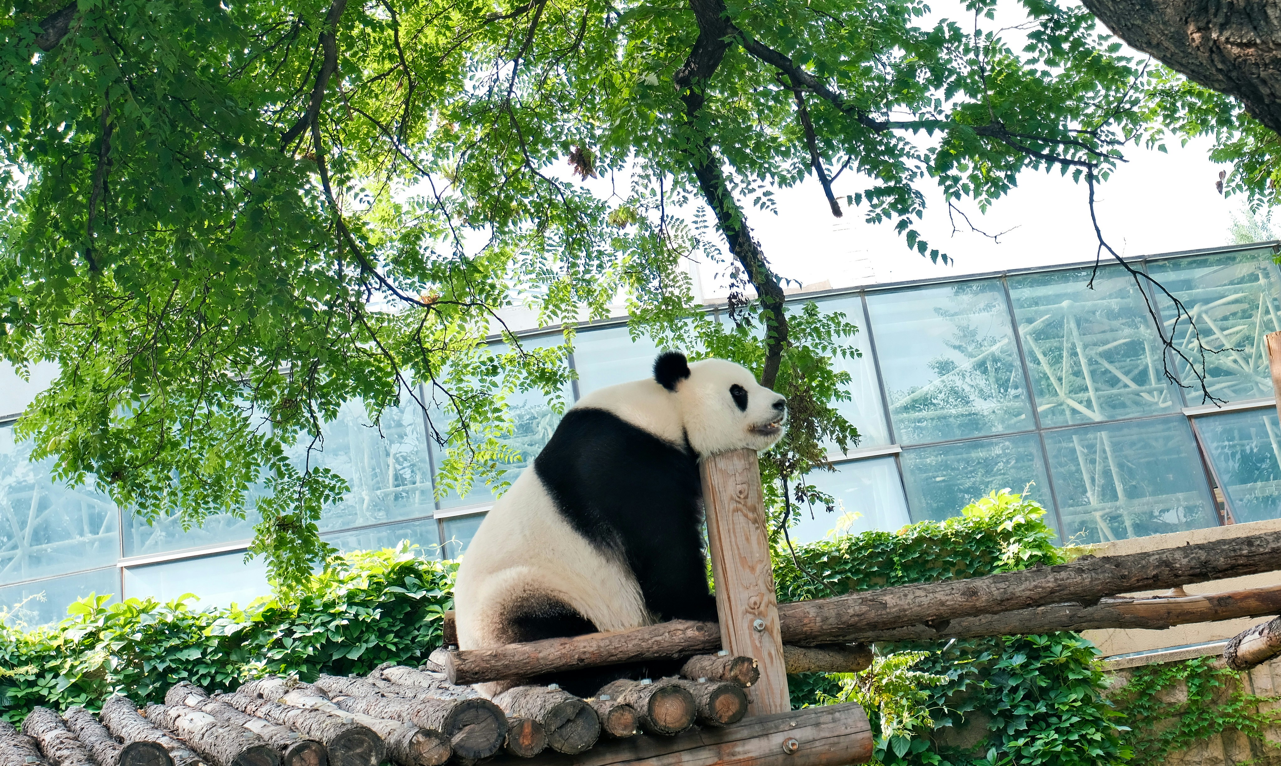 Panda Perched on a Timber Balcony Beneath a Verdant Canopy