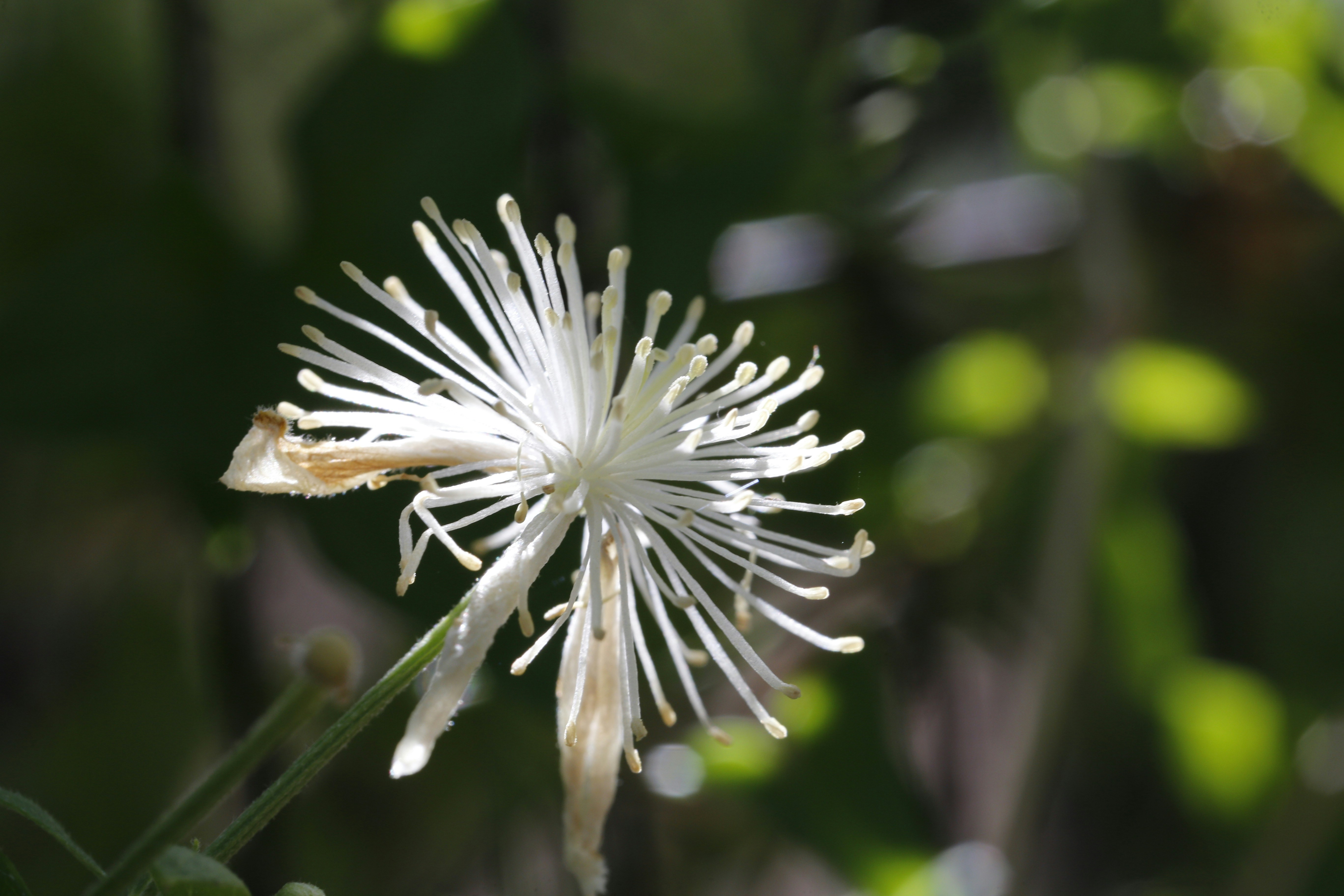 A close-up of a white flower with intricate petal formations, set against a blurred green background. The image highlights the flower's delicate structure and natural beauty.