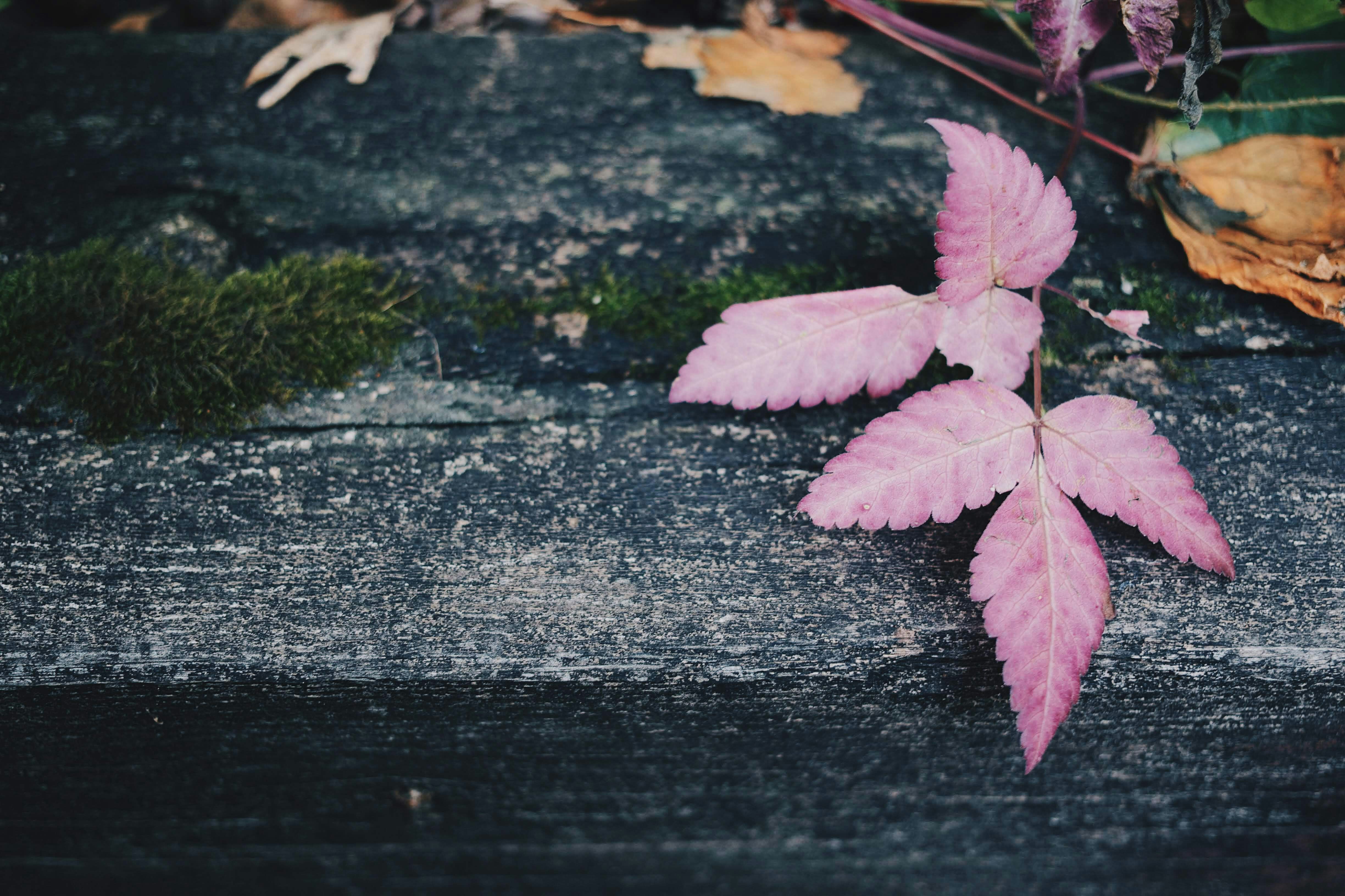 a group of pink leaves on a branch above water