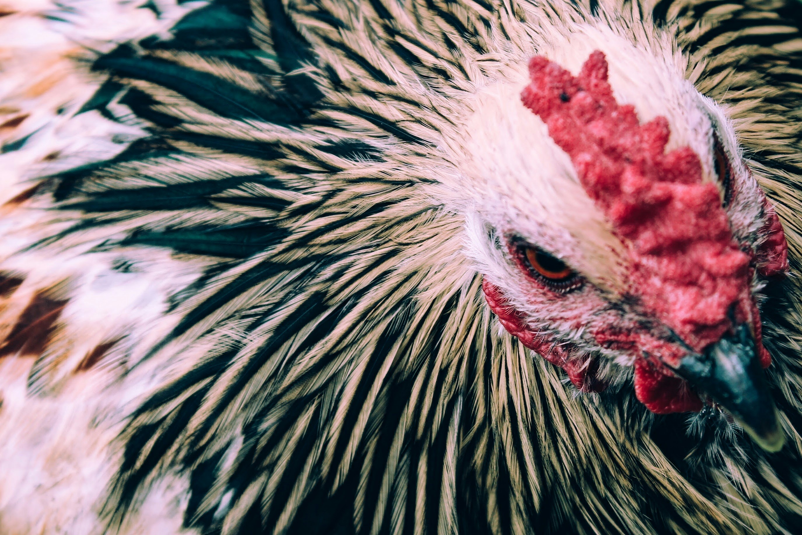 Red Crest in Focus: A Hen’s Fierce Gaze Across a Feathery Onset