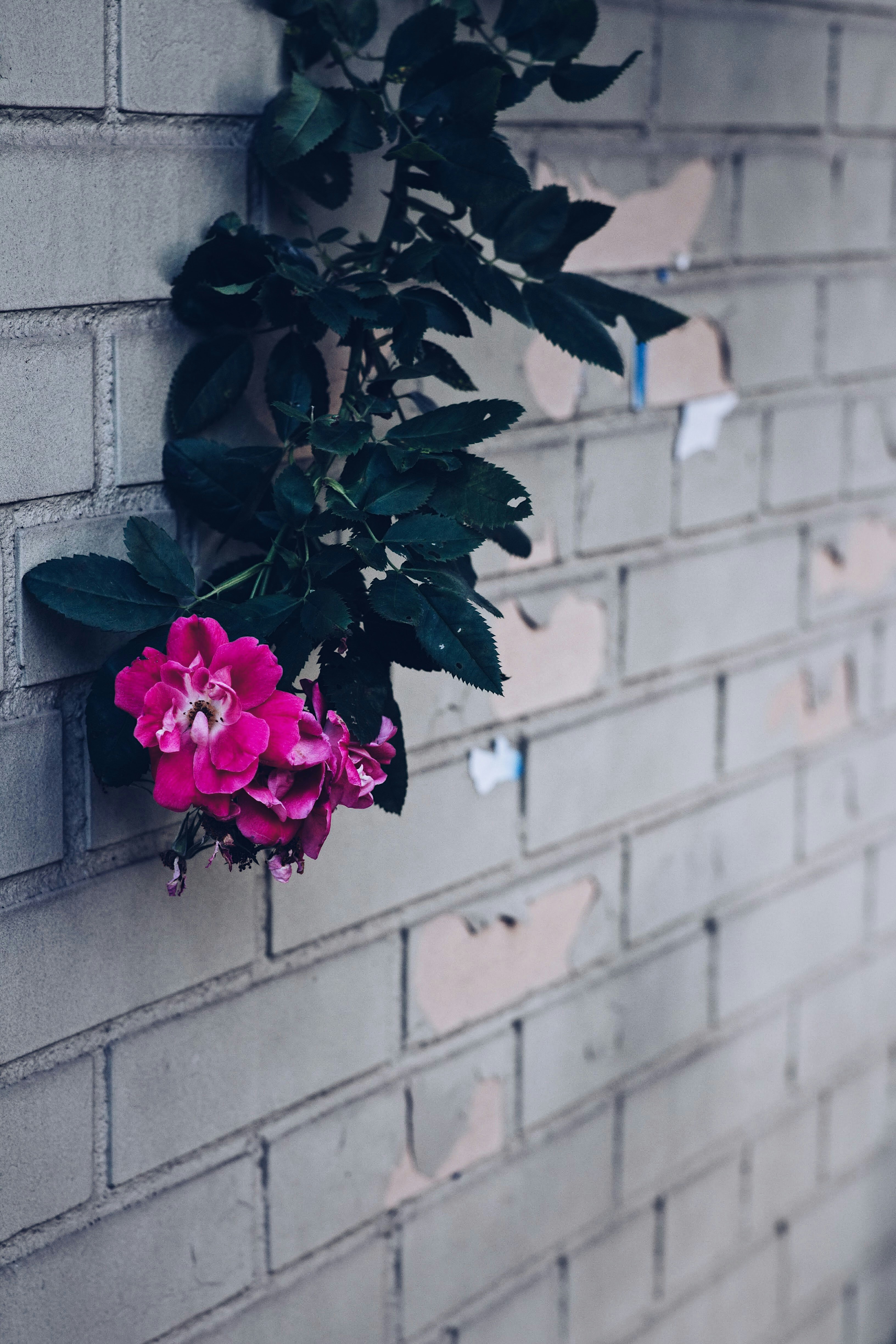 Pink Rose Along a Weathered Brick Wall