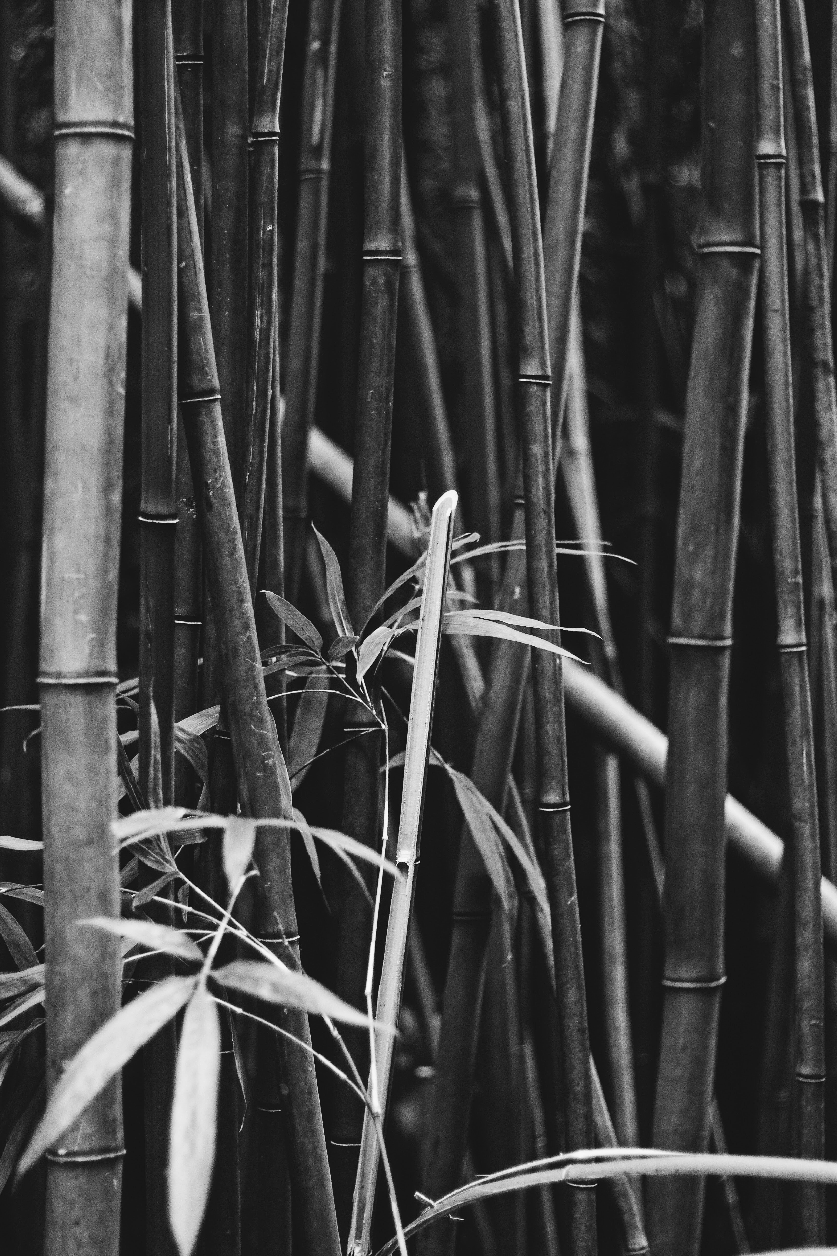 Photo by Meg Jenson with Canon EOS 650D